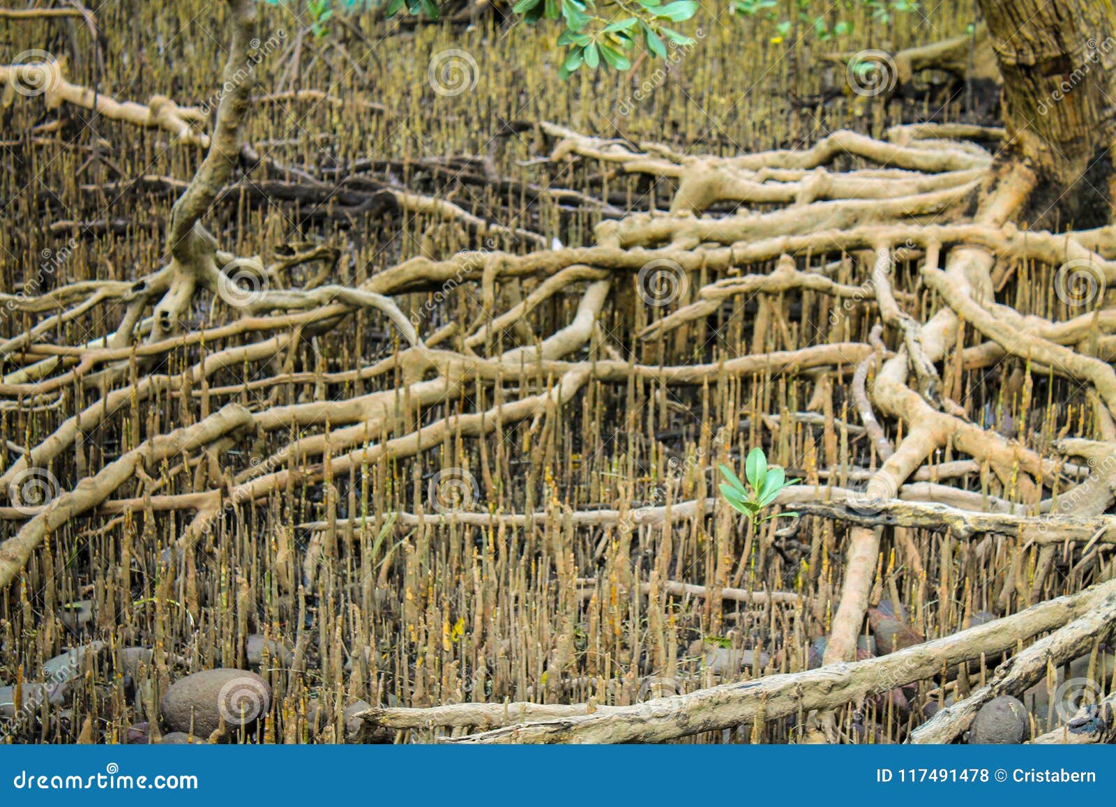 Close up of mangrove roots stock photo. Image of desk - 117491478
