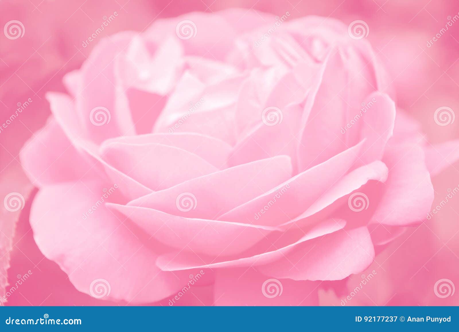 Close Up Rose Abstract Nature Background Pink Filter Style Stock Image ...