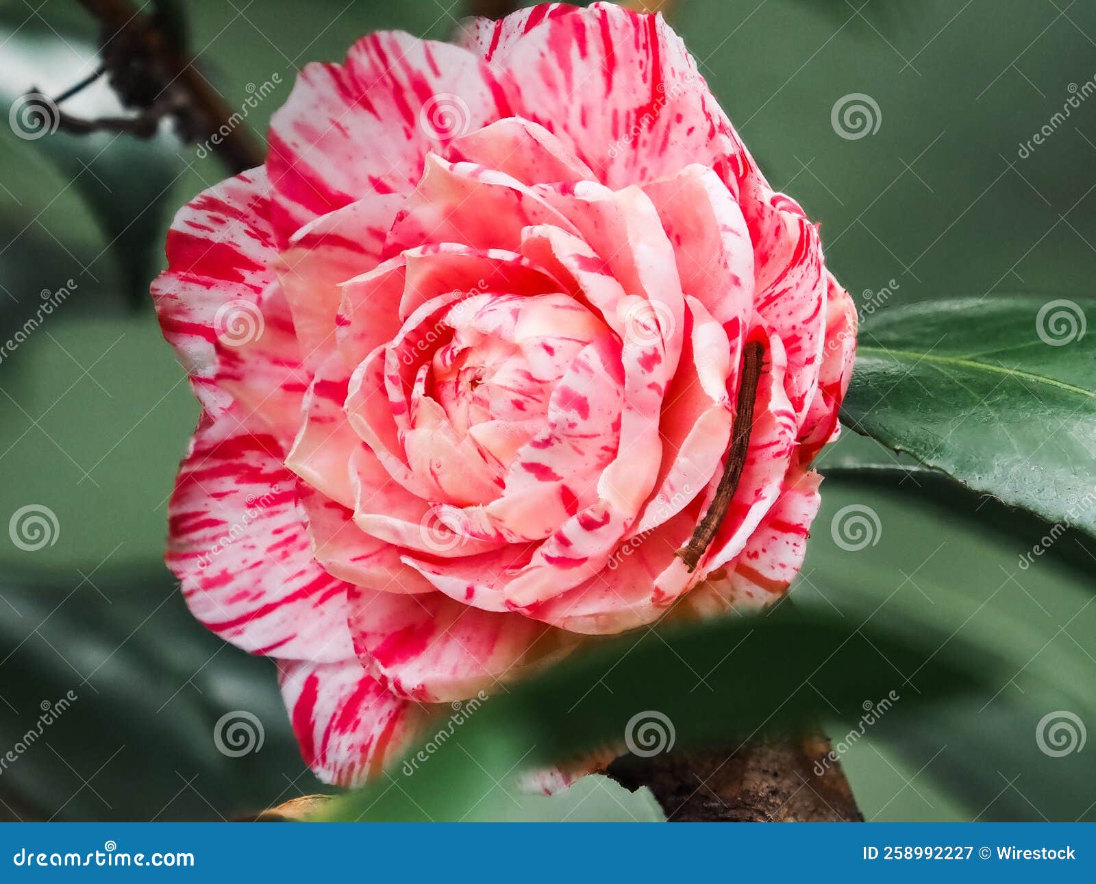 Close Up of a Rose Bloomed in a Garden Stock Image - Image of closeup ...
