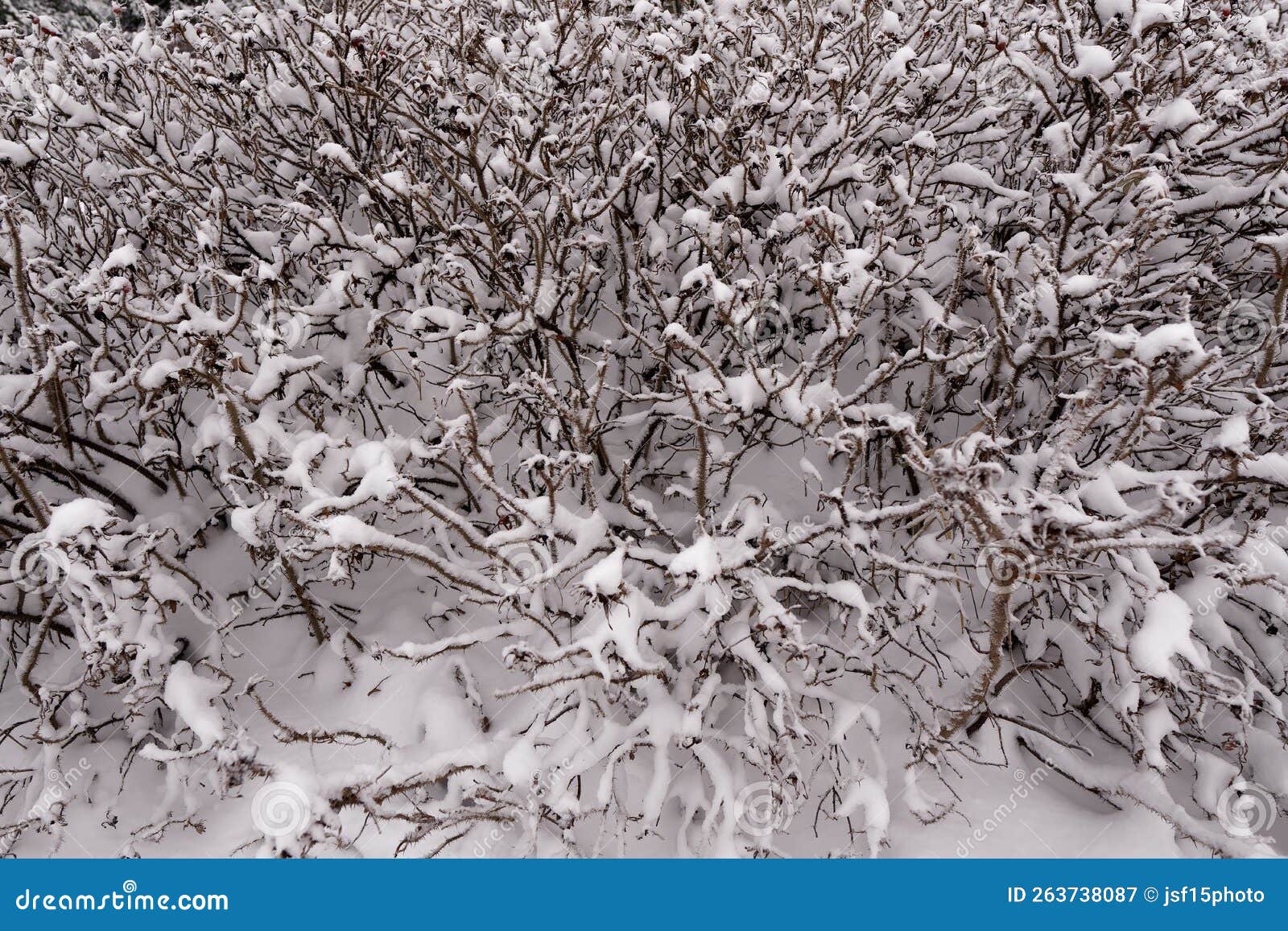 Close Up of Rose Branches with Spikes during Winter Time Covered with ...