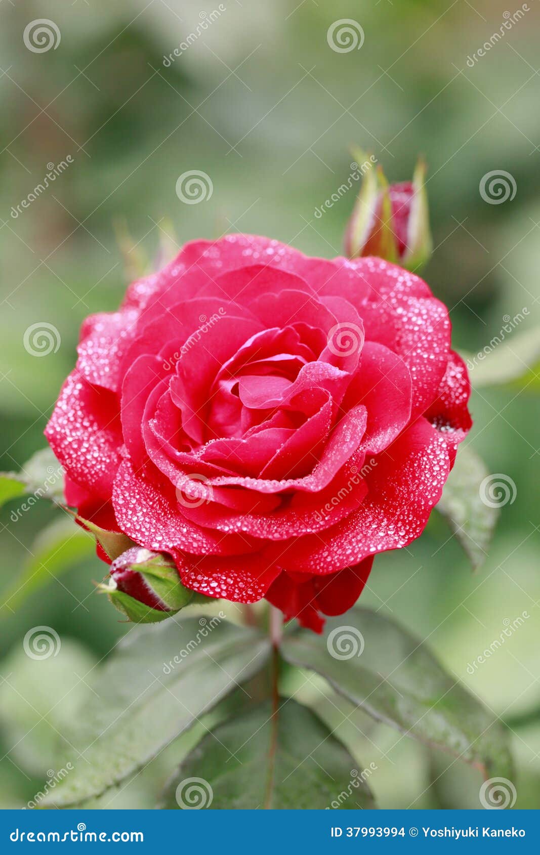 Close up rose flower stock photo. Image of natural, green - 37993994