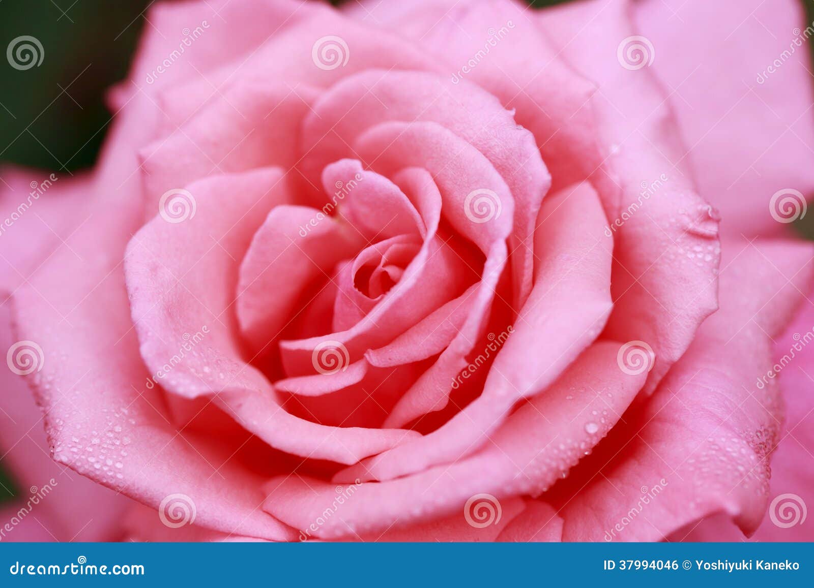 Close up rose flower stock photo. Image of outdoors, blurred - 37994046