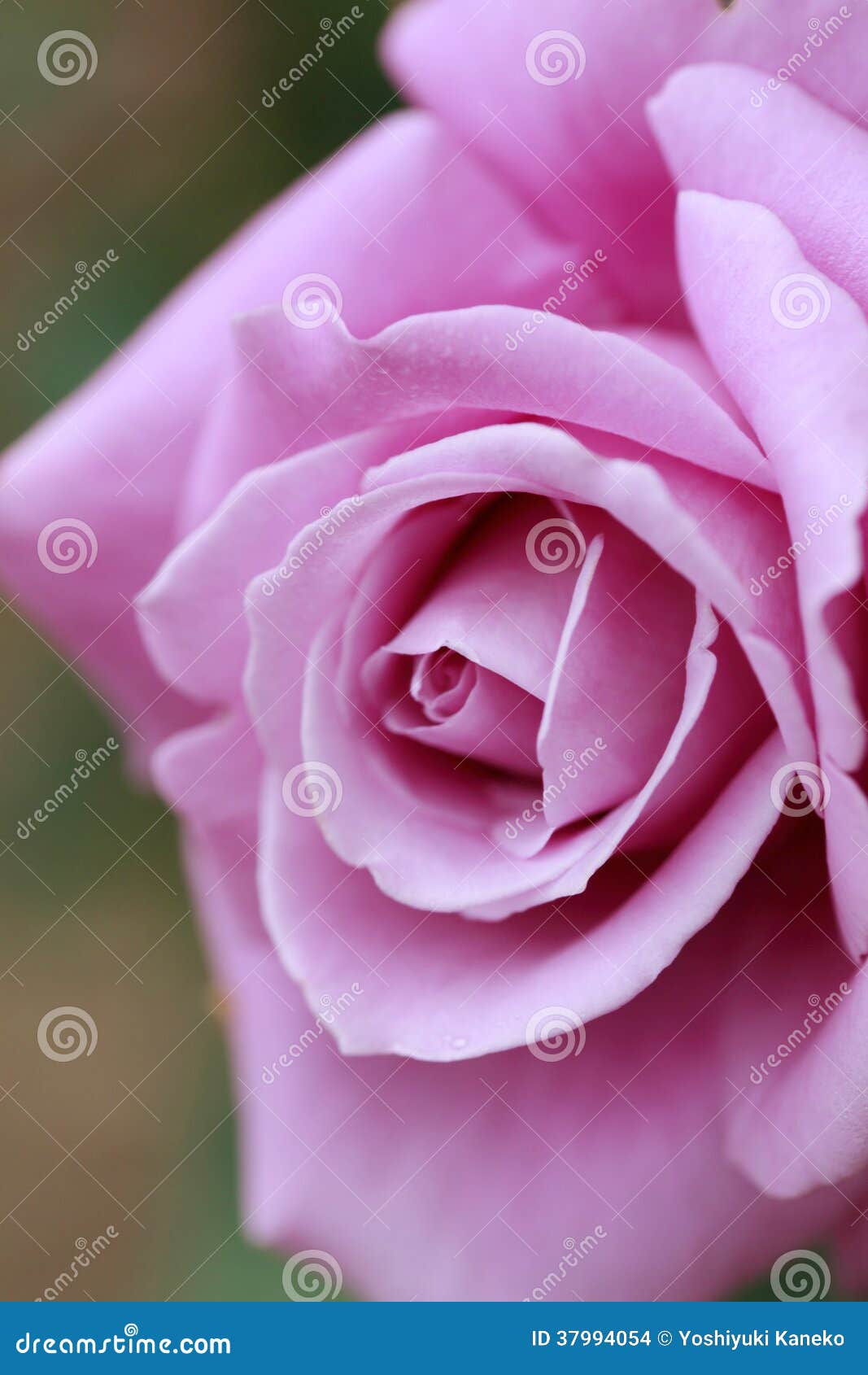 Close up rose flower stock photo. Image of nature, flower - 37994054
