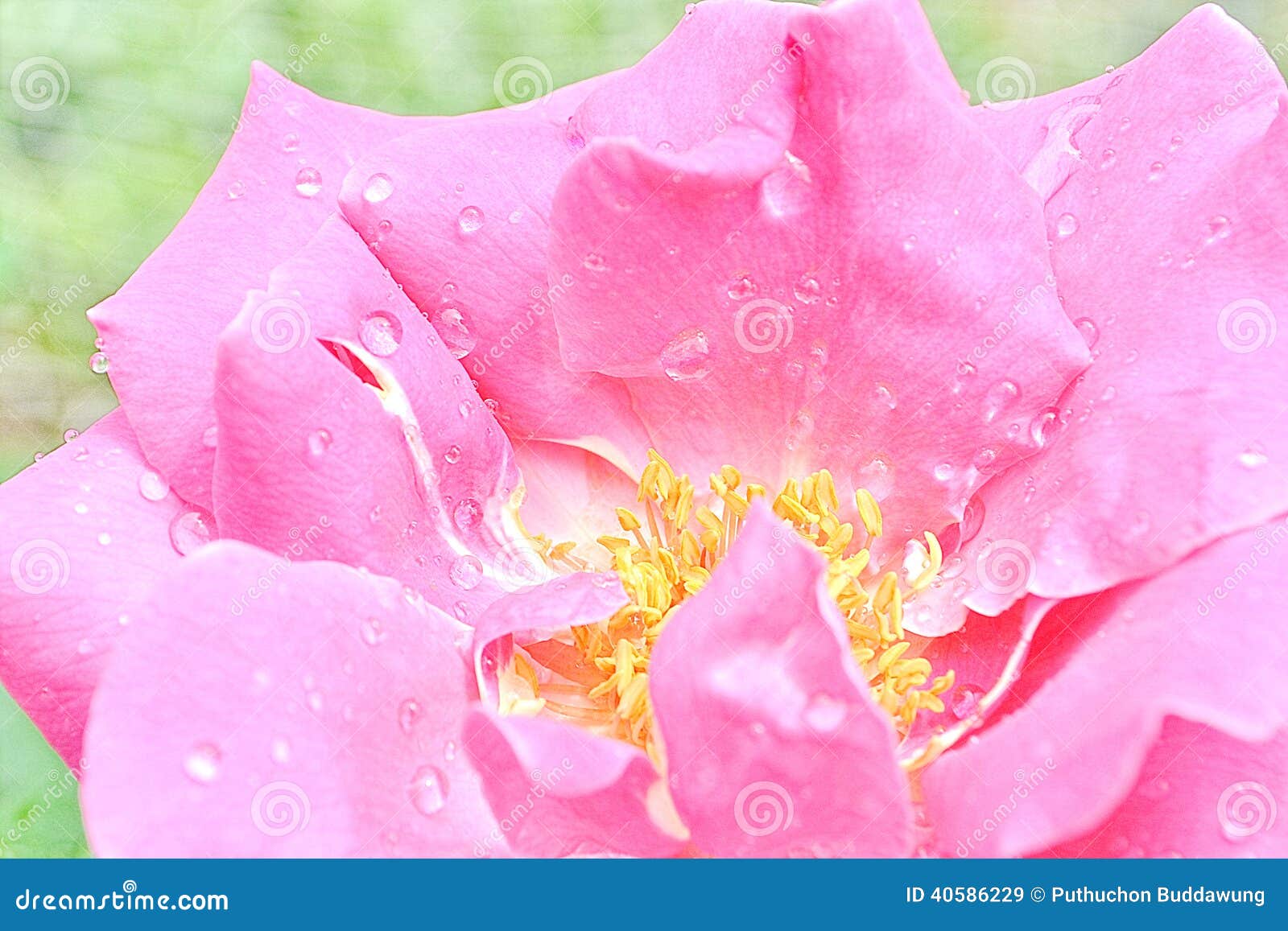 Close-up Rose flower stock image. Image of pink, flower - 40586229