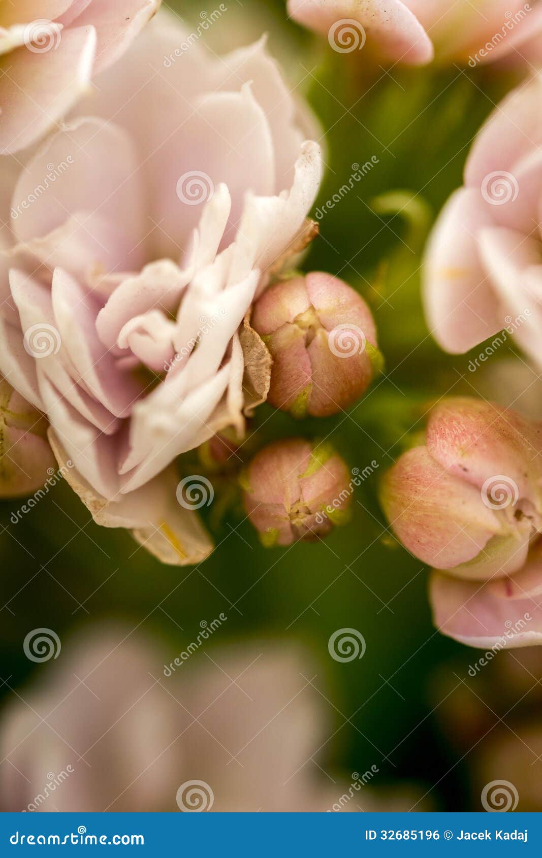 Close Up of Rose Flowers Bunch Stock Photo - Image of colorful, bunch ...