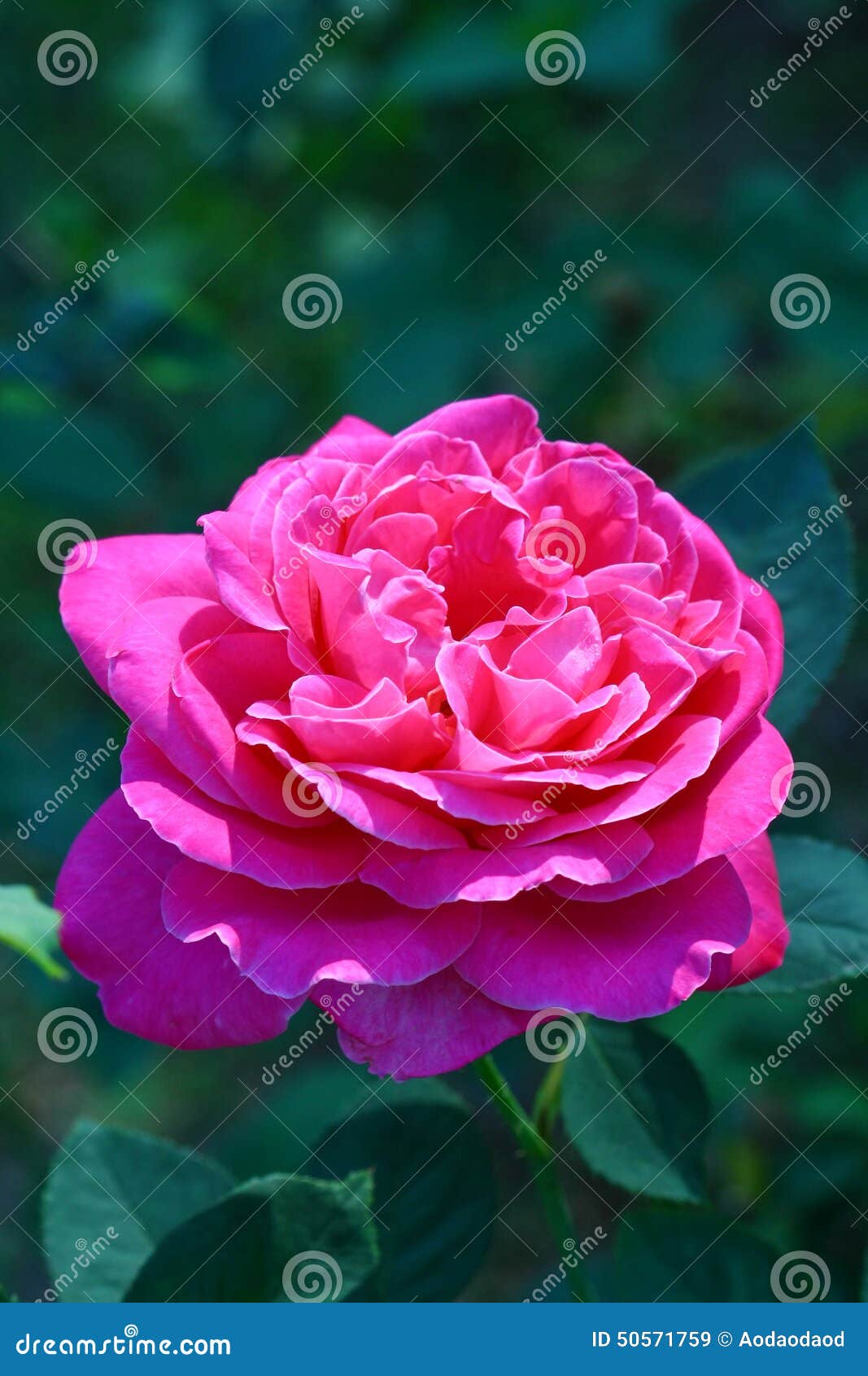 Close up rose in garden stock image. Image of leaf, fragility - 50571759