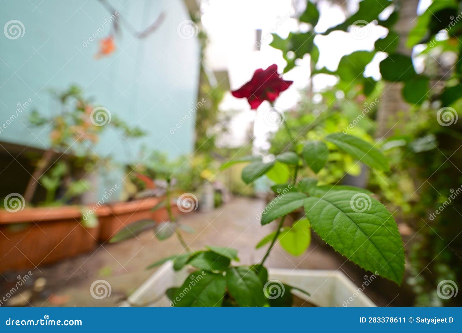 Close Up of Rose Plant Leaf in Urban Environment, India. Stock Image ...
