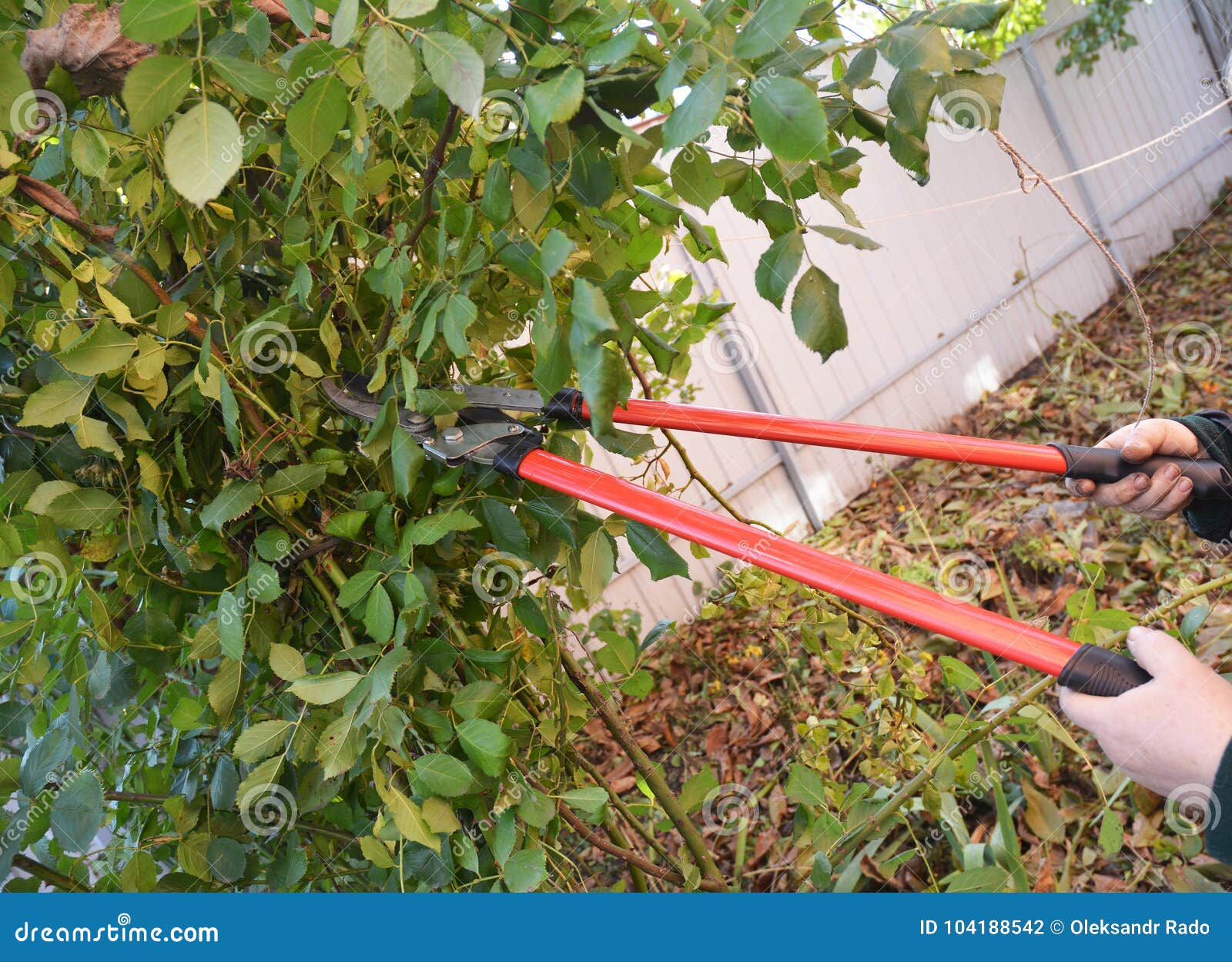 Rose Pruning in Late Autumn. Prune Climbing Roses Stock Photo - Image ... Rose Pruning in Late Autumn. Prune Climbing Roses Stock Photo - Image ...