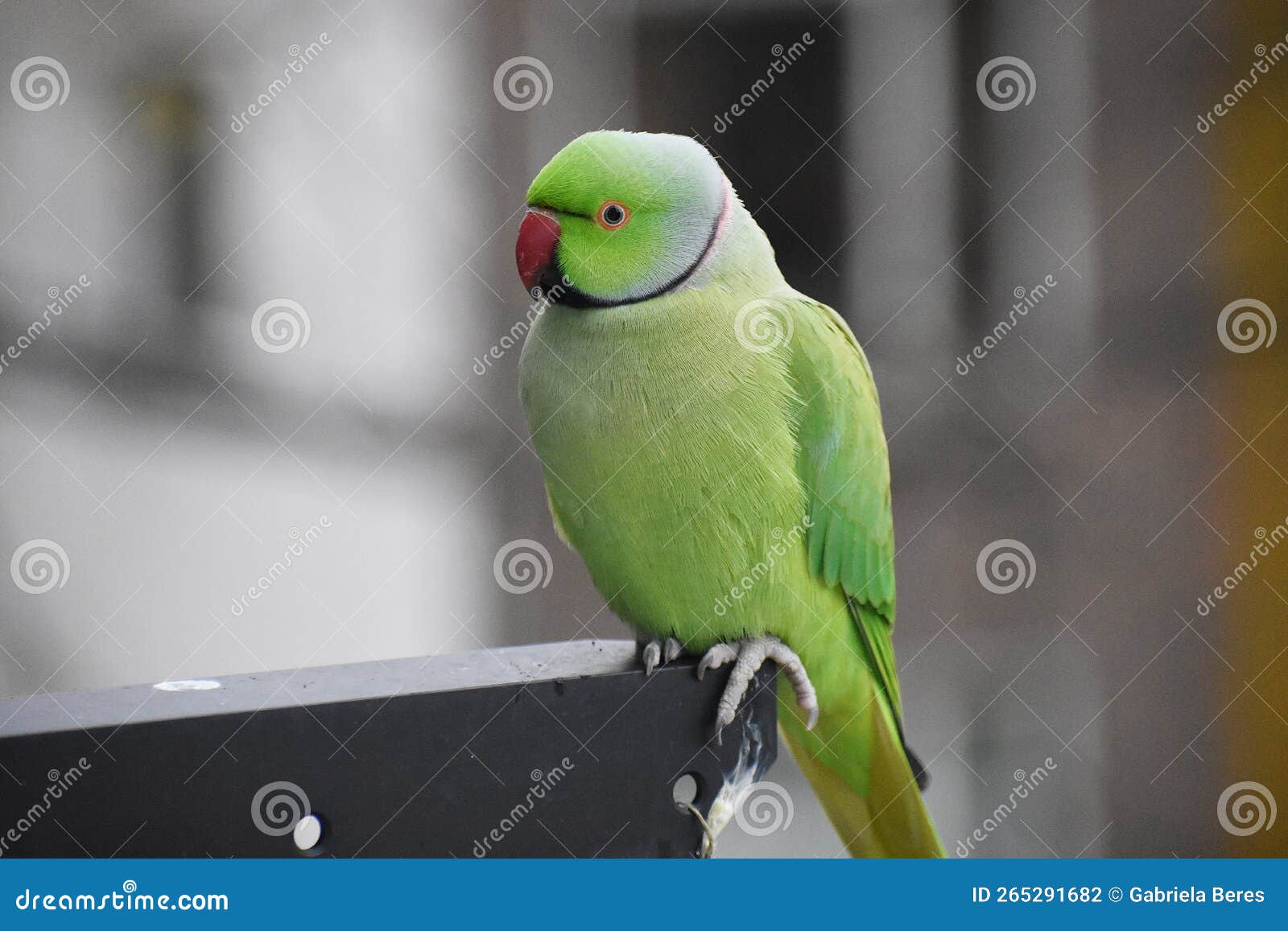 Close Up of a Rose-ringed Parakeet. Stock Photo - Image of environment ...