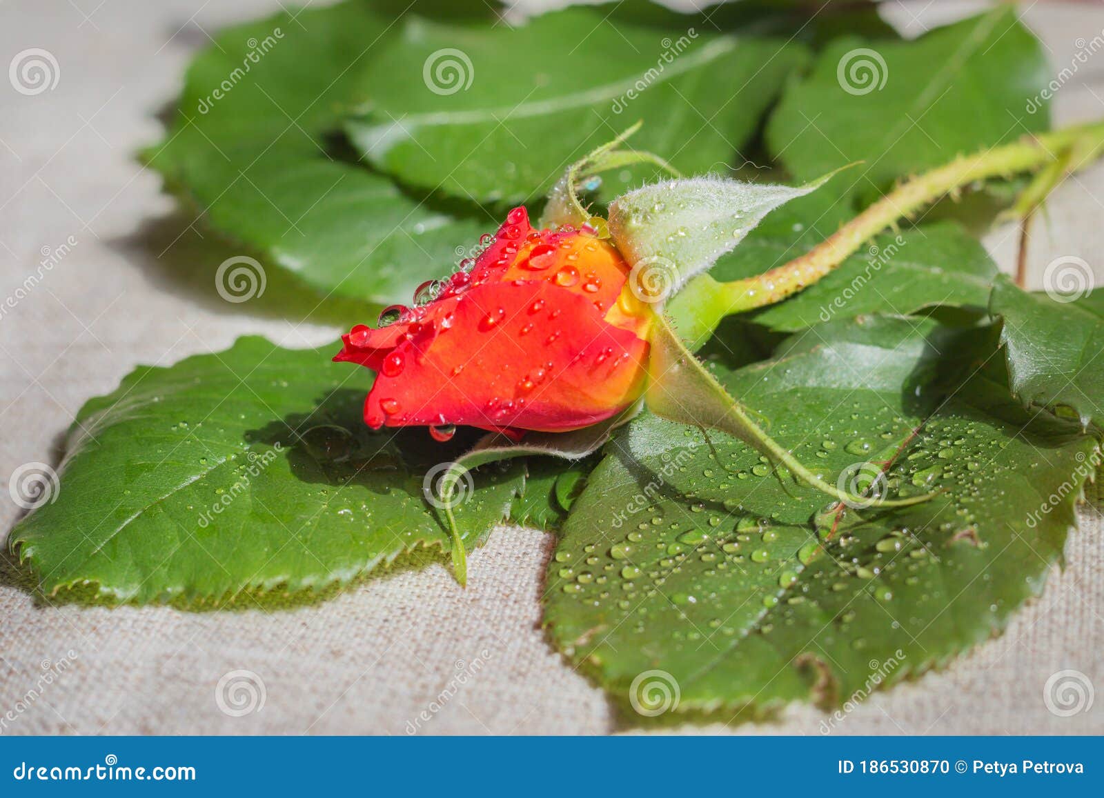 Close Up of Rose with Water Drop Stock Photo - Image of leaves, fresh ...