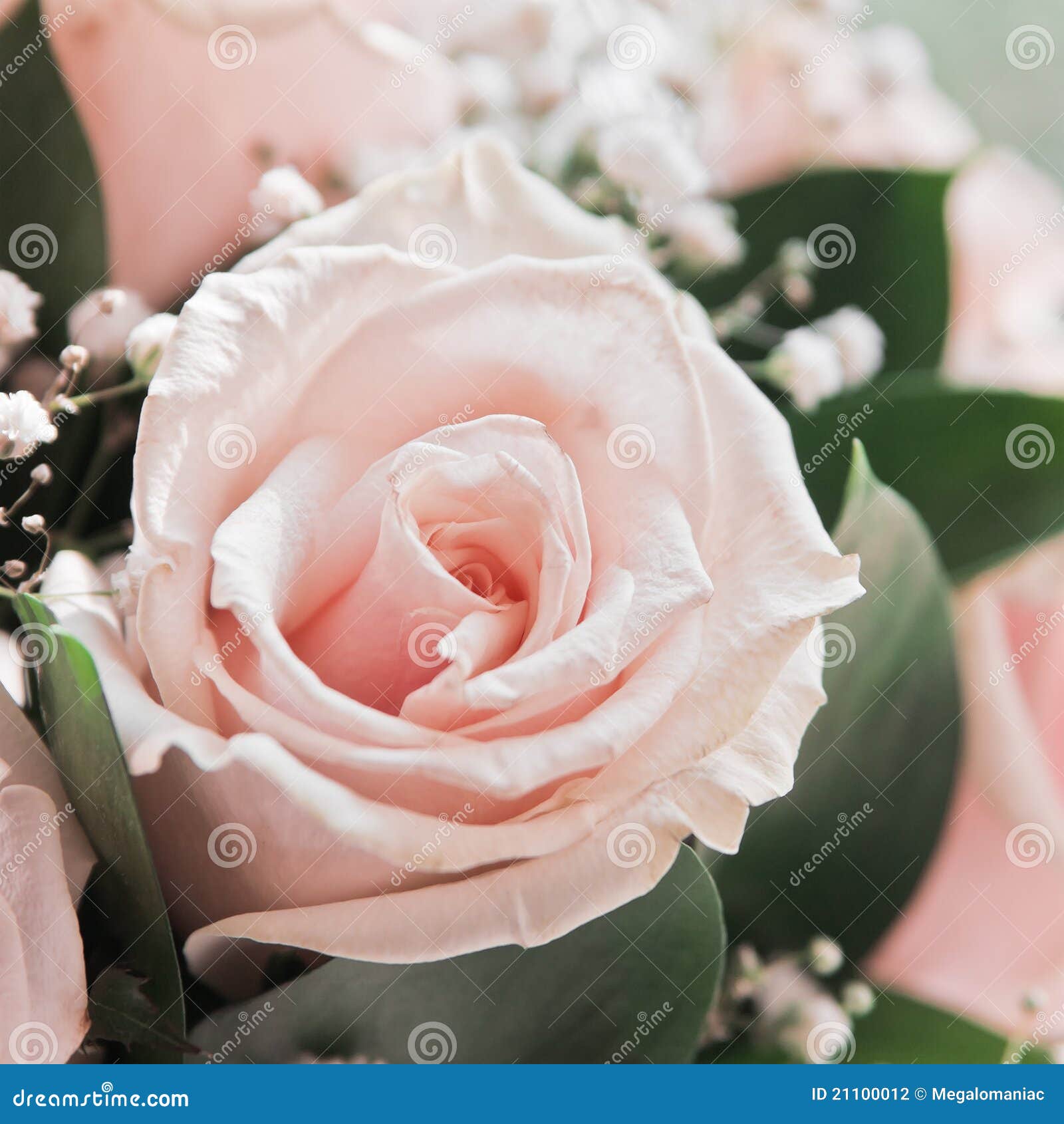 Close-up of the rosebud stock photo. Image of celebration - 21100012