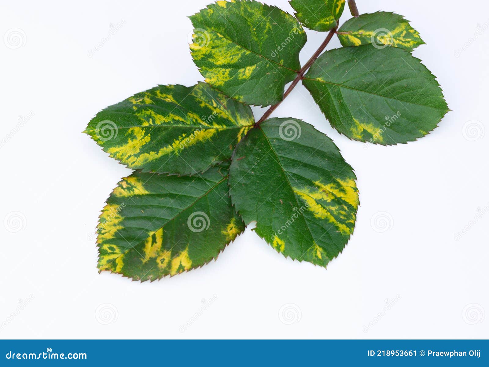 Close Up Roses Leaves Poor Fertilization Problem. Nutrient Deficiency ...