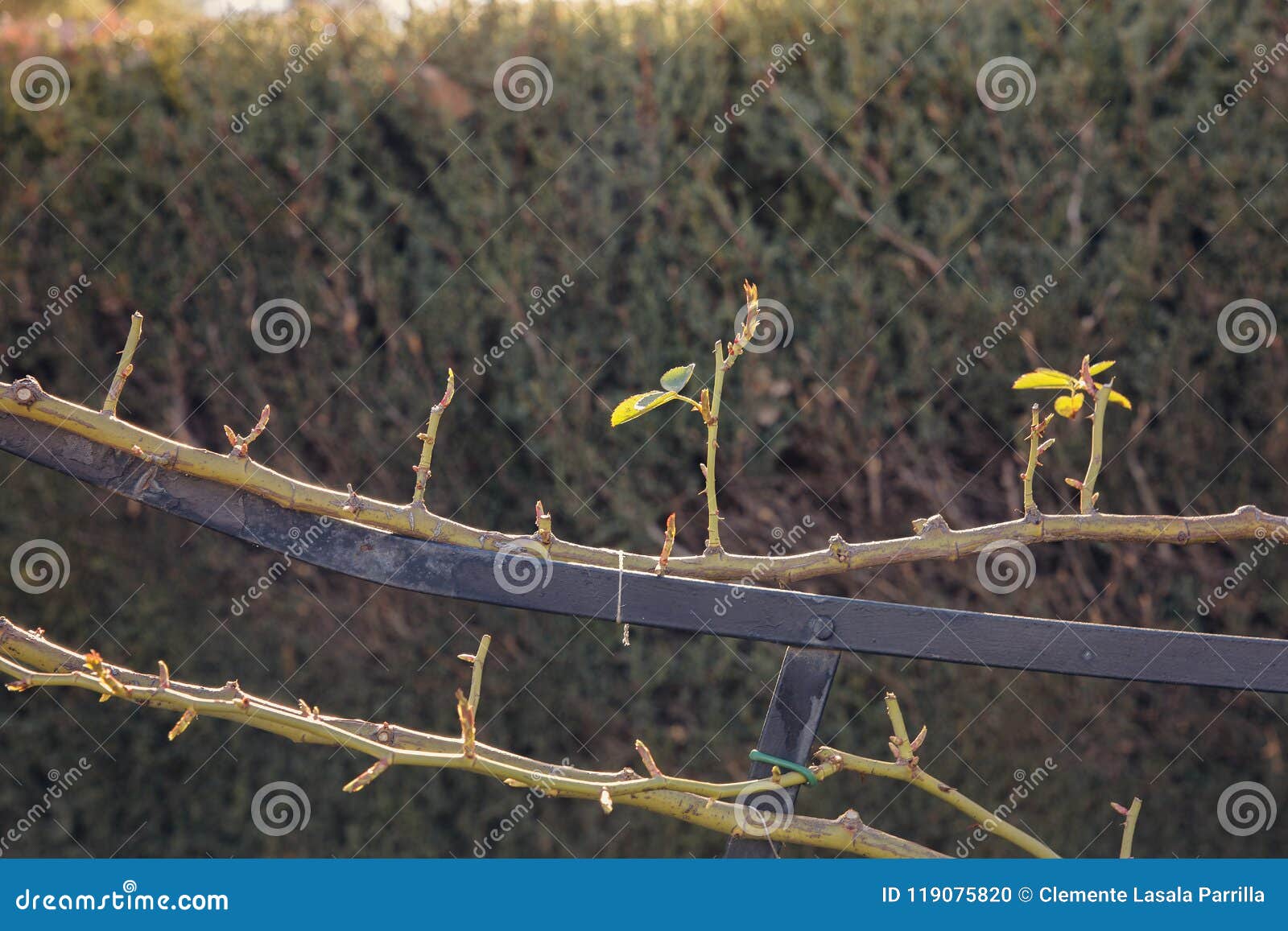 Close Up Roses Sprouts Growing in Spring Stock Photo - Image of plant ...