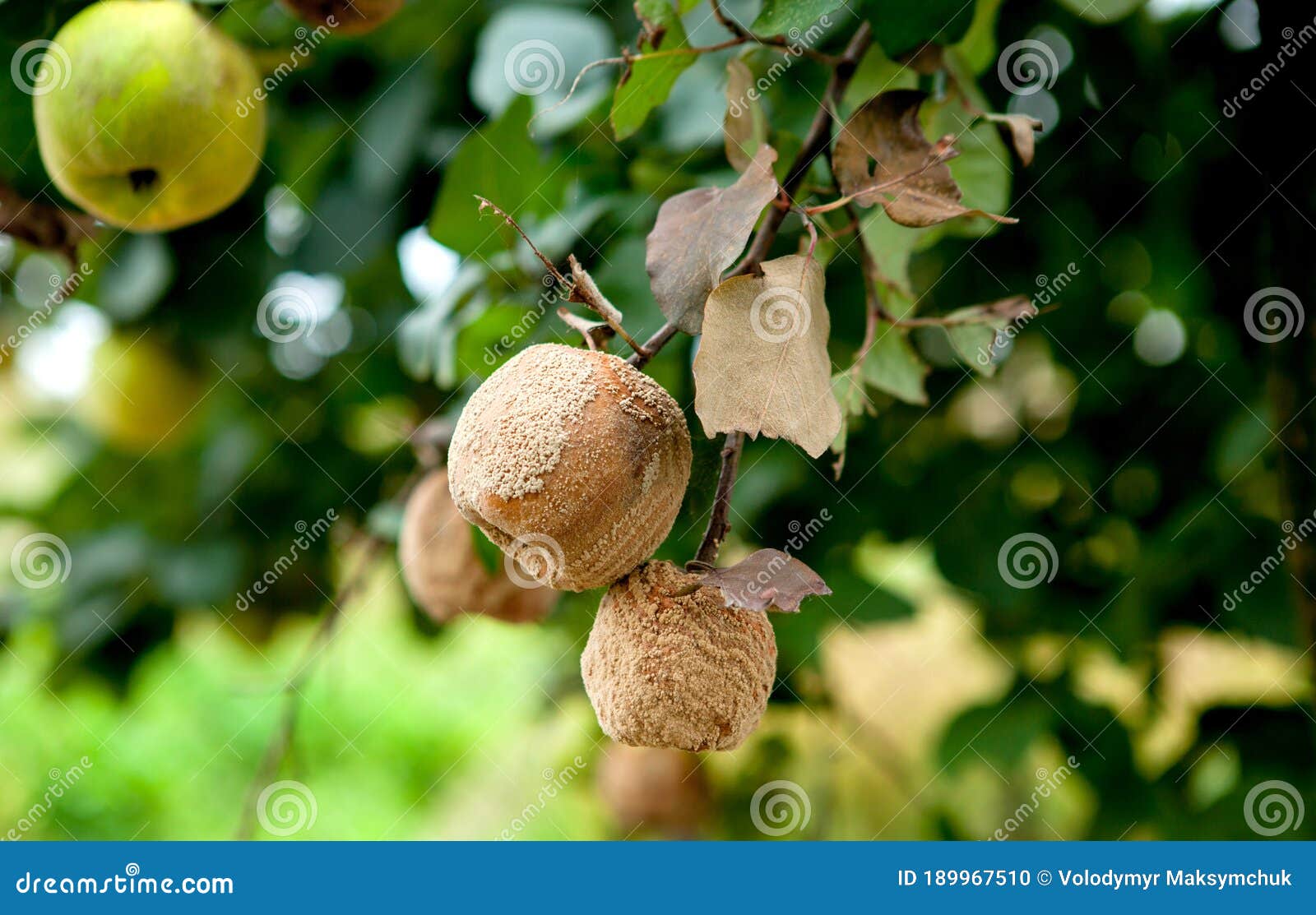 Close Up Rotten Lychee In Bamboo Basket Isolated On White Background ...