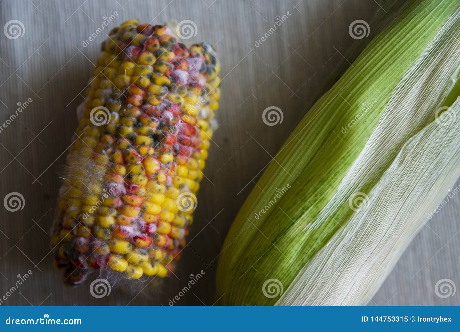 Close Up on Rotten Corn on the Table Stock Image - Image of life, moldy ...
