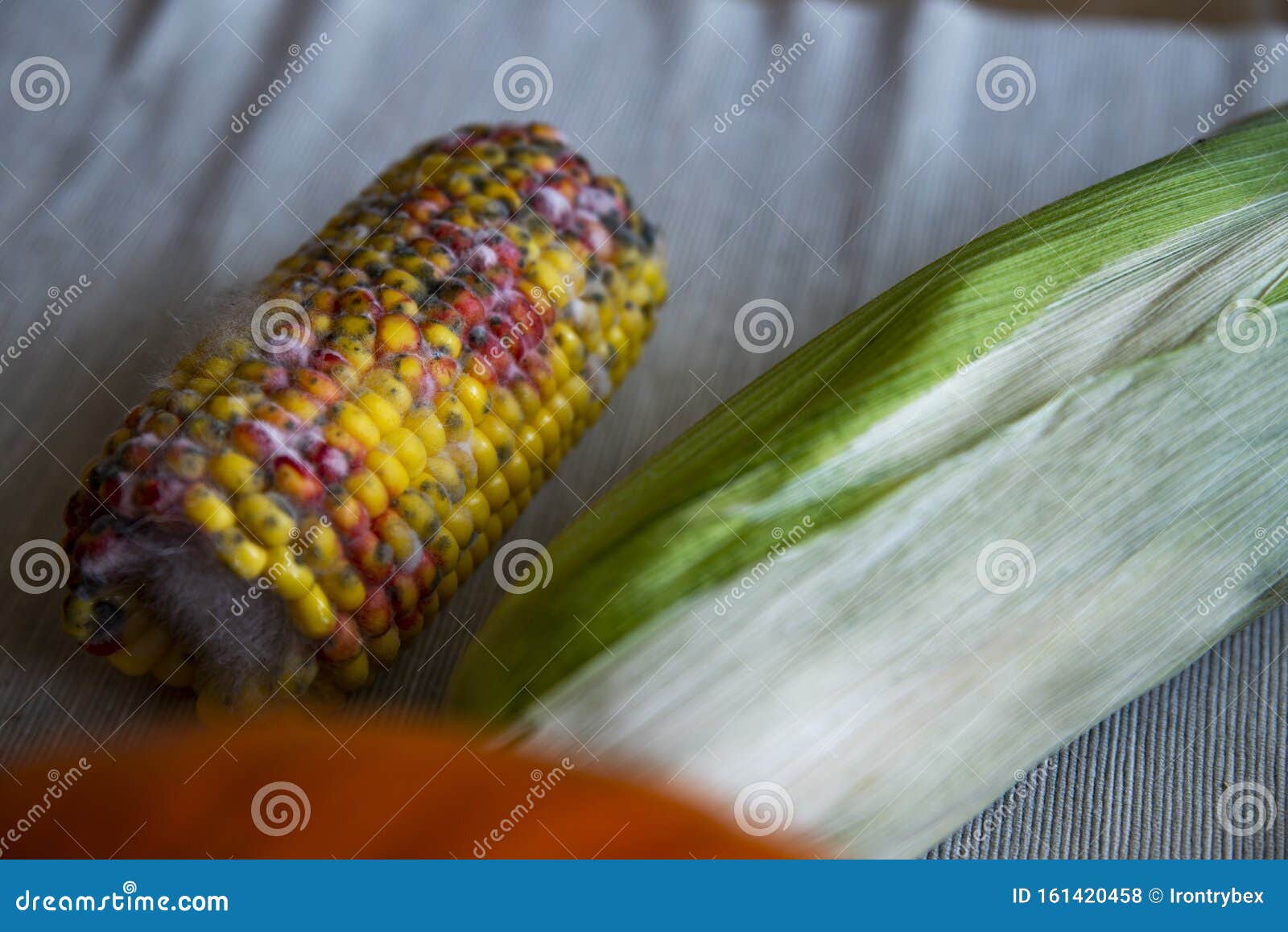 Close Up on Rotten Corn on the Table Stock Photo - Image of food ...