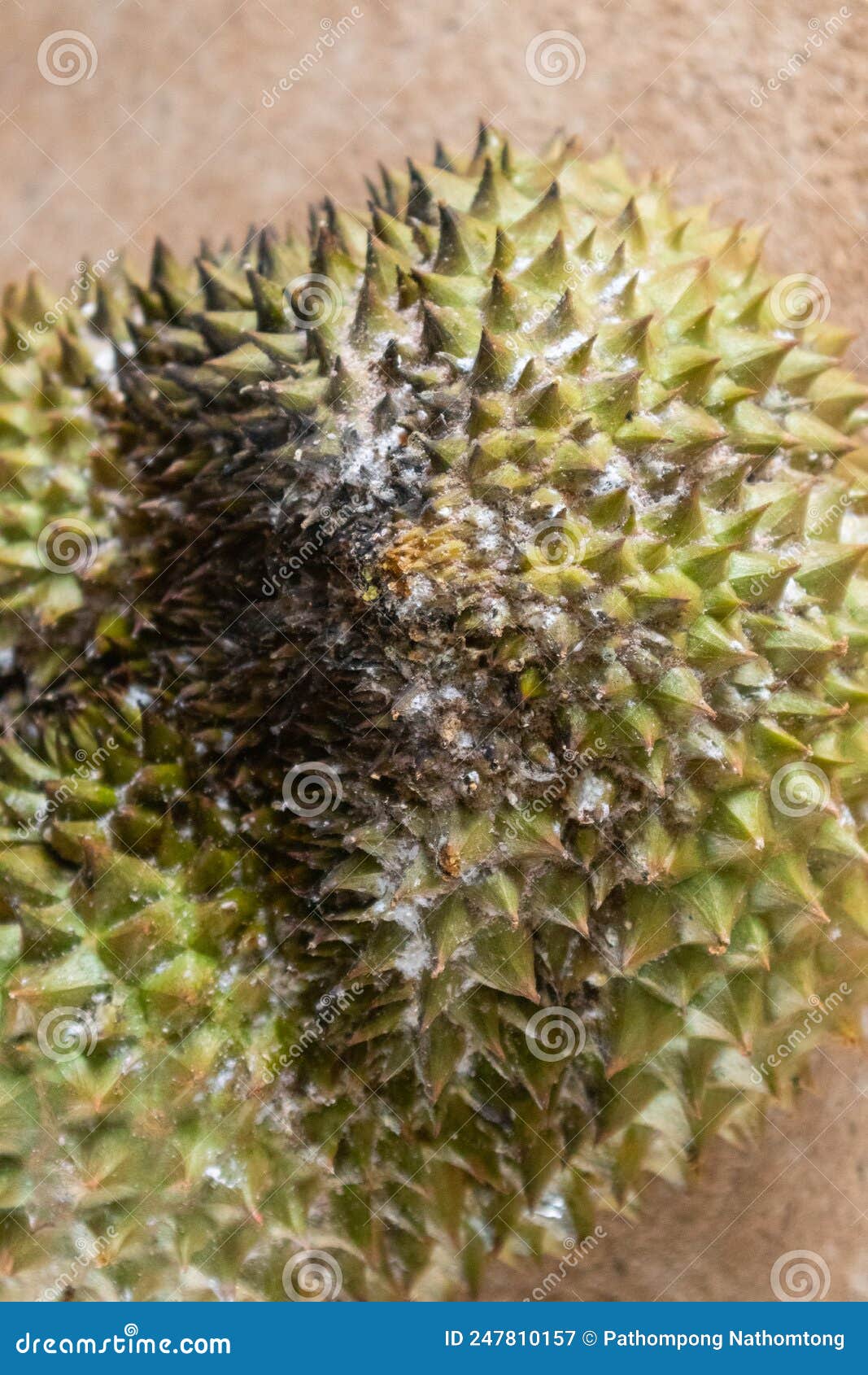 Durian Mold Stock Photos - Free & Royalty-Free Stock Photos from Dreamstime