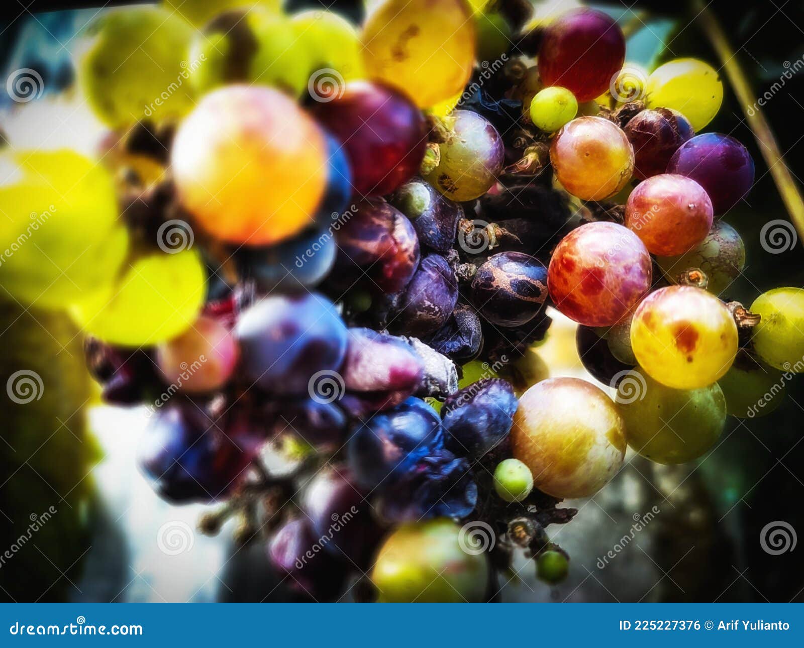 Close up rotten grapes stock photo. Image of grapes - 225227376