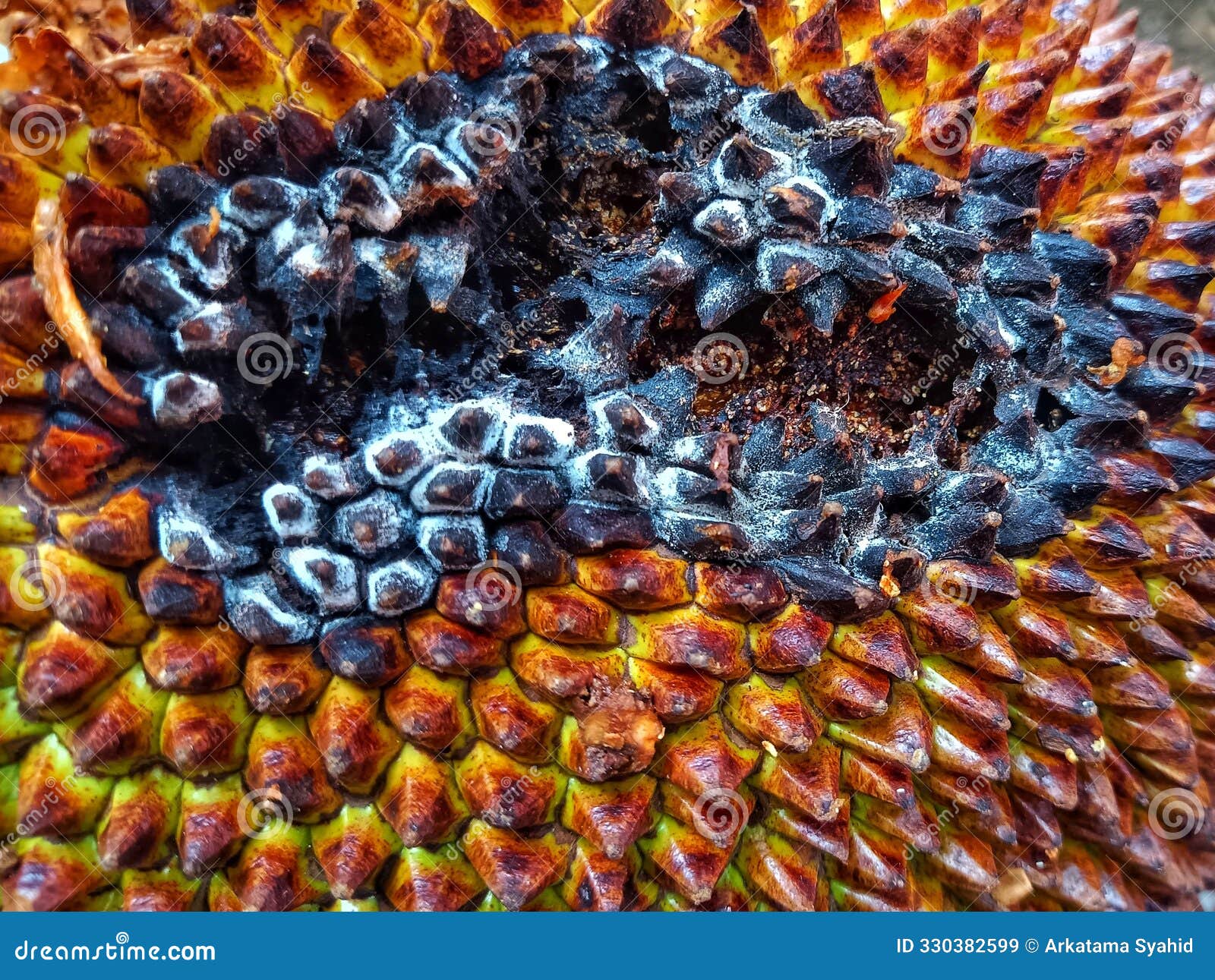 Close-up of Rotten Jackfruit Fruit Affected by Pests Stock Image ...