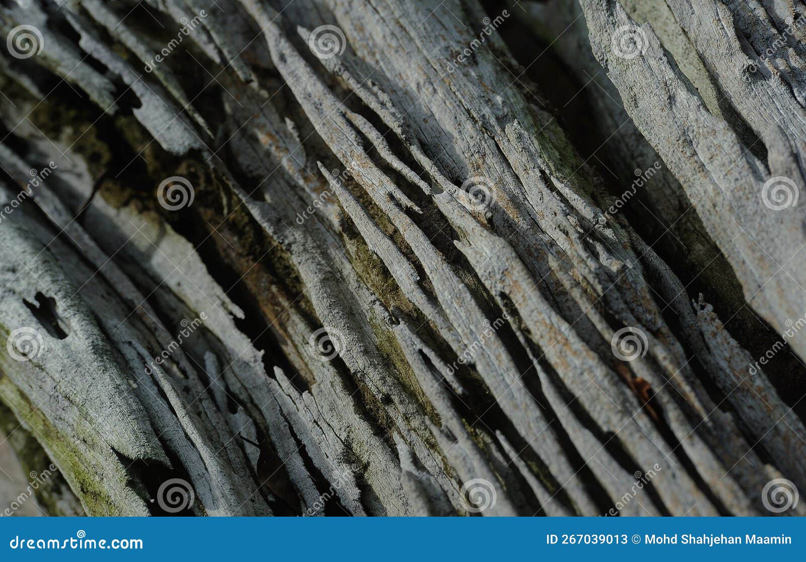 Objects and nature stock image. Image of objects, nature - 267039013