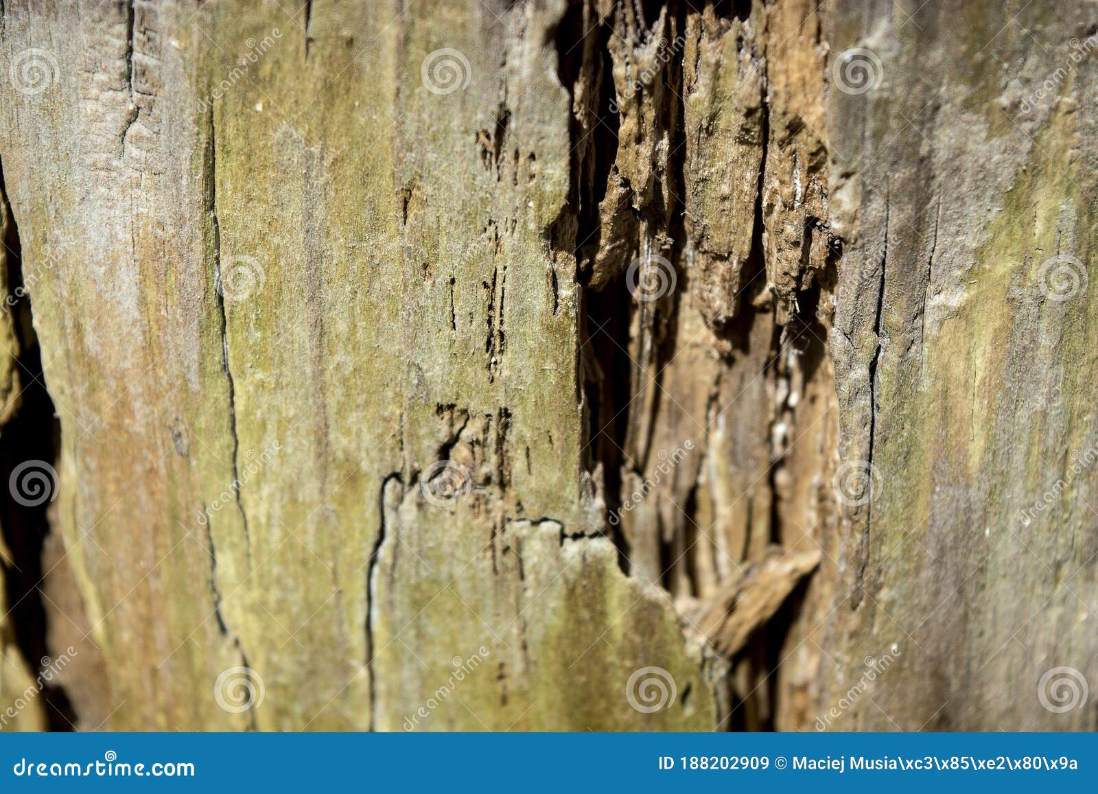 Close-up Rotting Tree Trunk Texture Royalty-Free Stock Photo ...