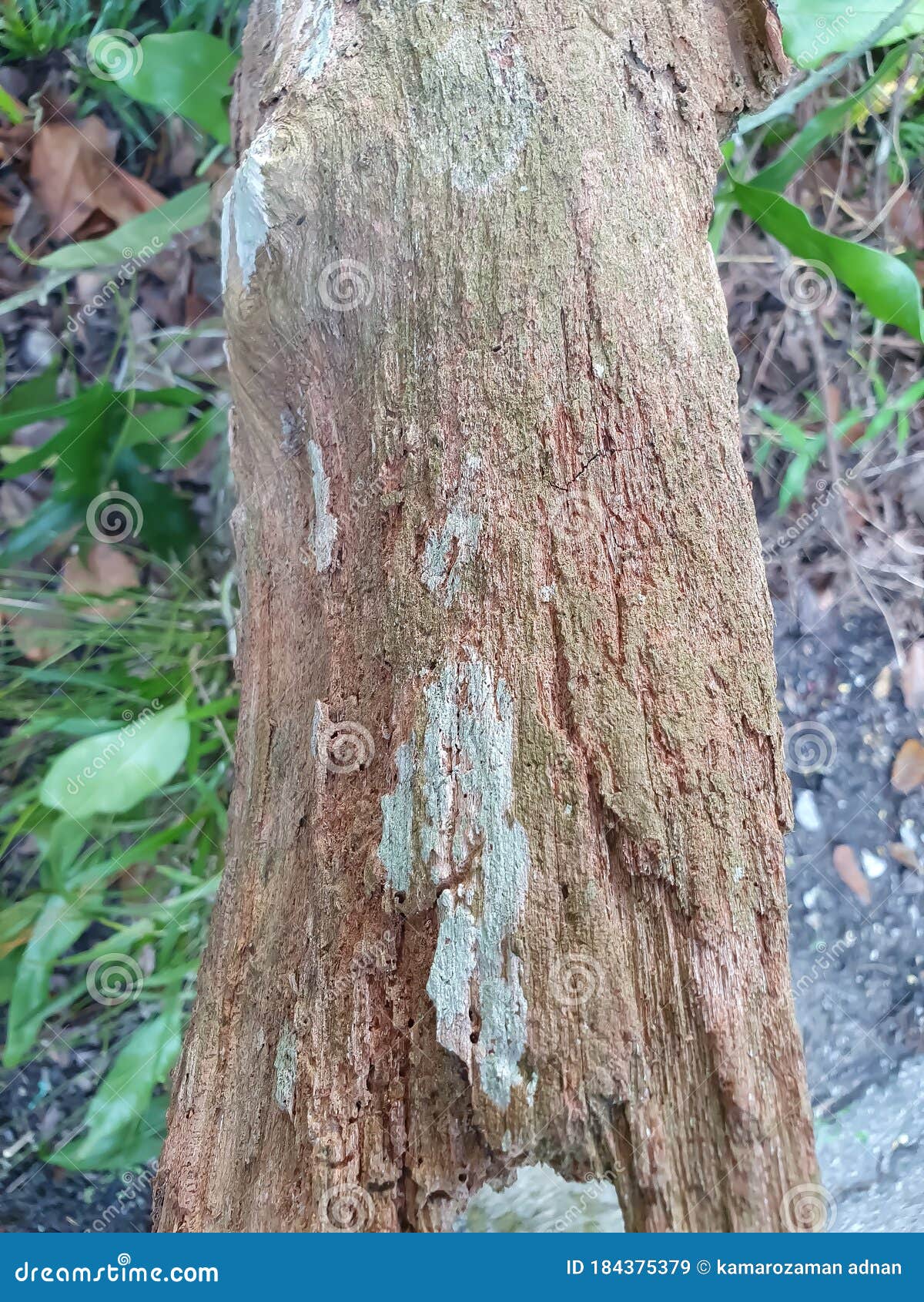 Close-up Rotting Tree Trunk Texture Royalty-Free Stock Photography ...