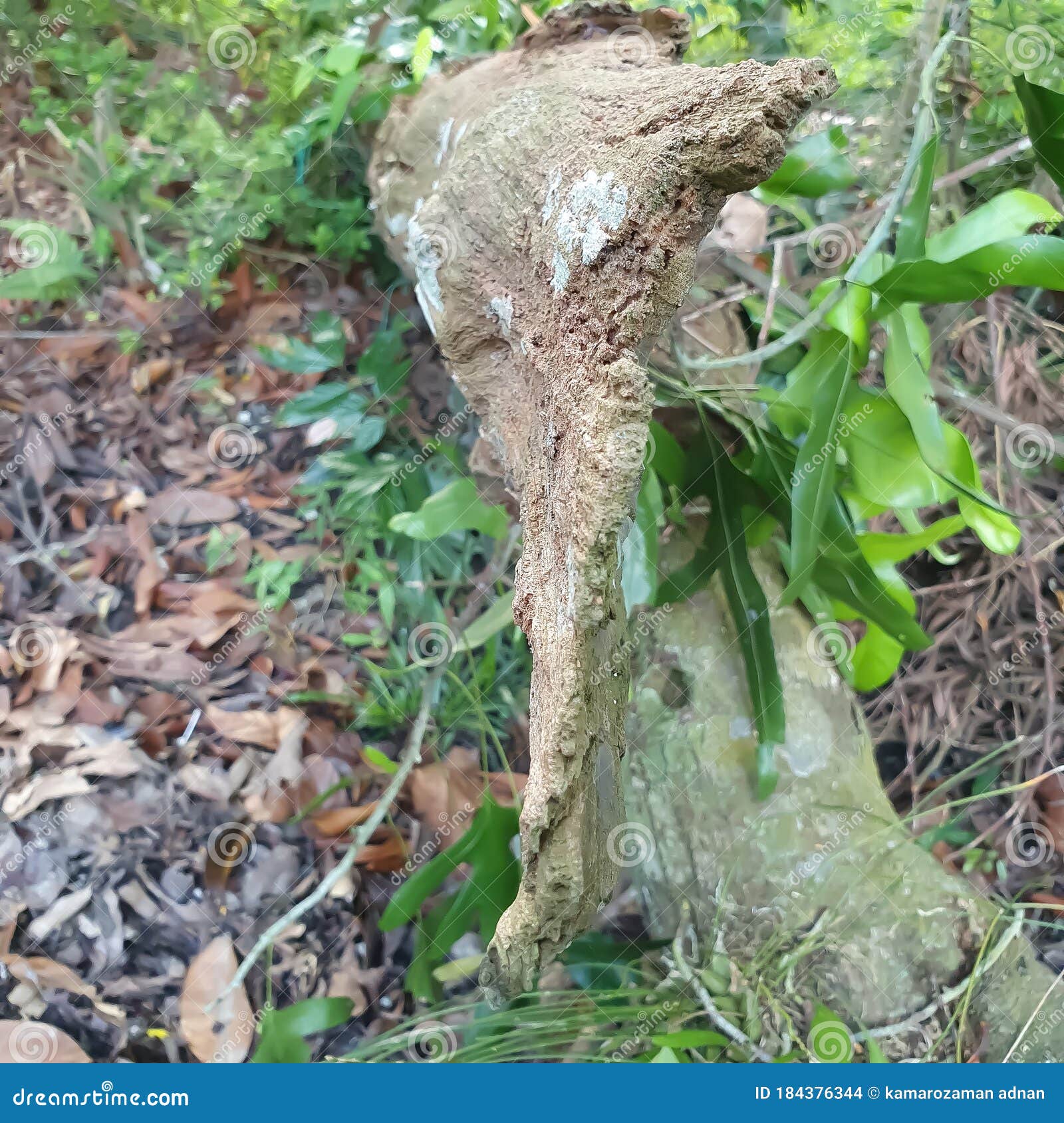 Close-up Rotting Tree Trunk Texture Stock Photo - Image of rotting ...