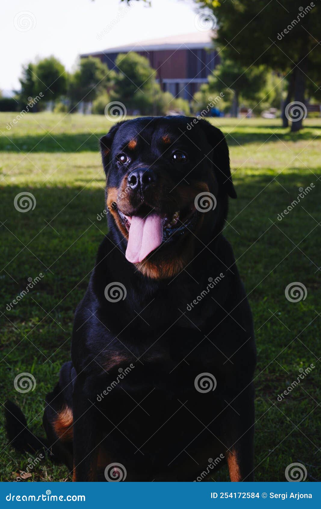 Close-up of a Rottweiler Breed Dog Stock Photo - Image of eyes ...