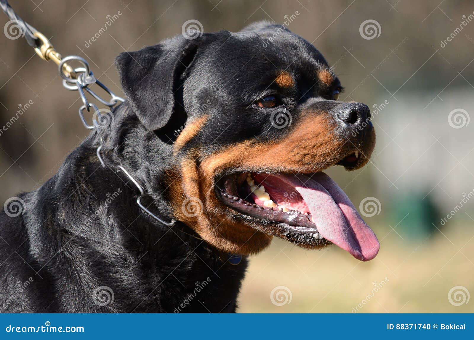 Close up of rottweiler dog stock photo. Image of potrait - 88371740