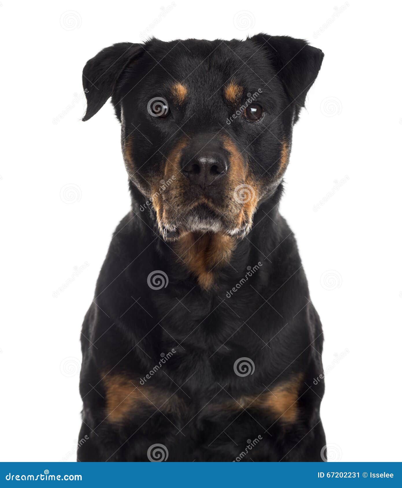 Close Up of a Rottweiler, Isolated on White Stock Image - Image of view ...