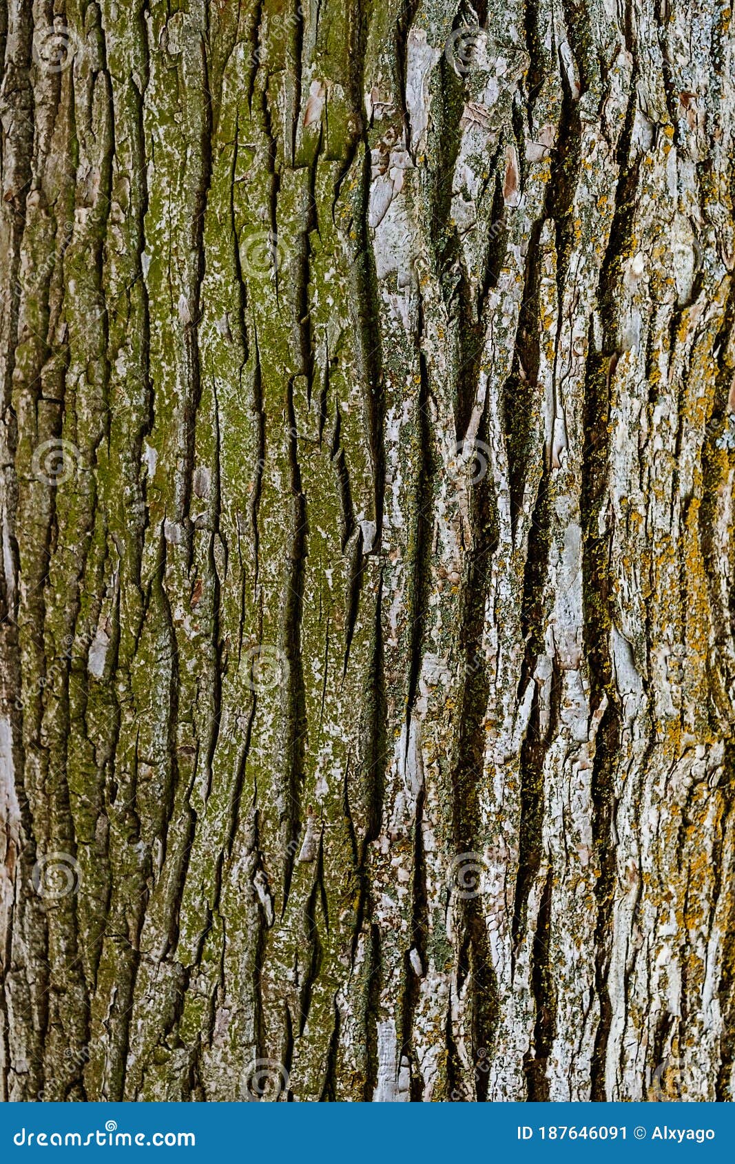 Close-up of the Rough Bark of an Tree Trunk Stock Image - Image of ...