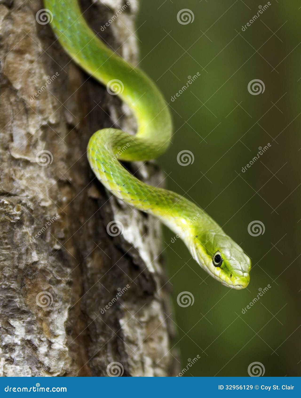 Close Up of a Rough Green Snake Stock Image - Image of reptilian ...