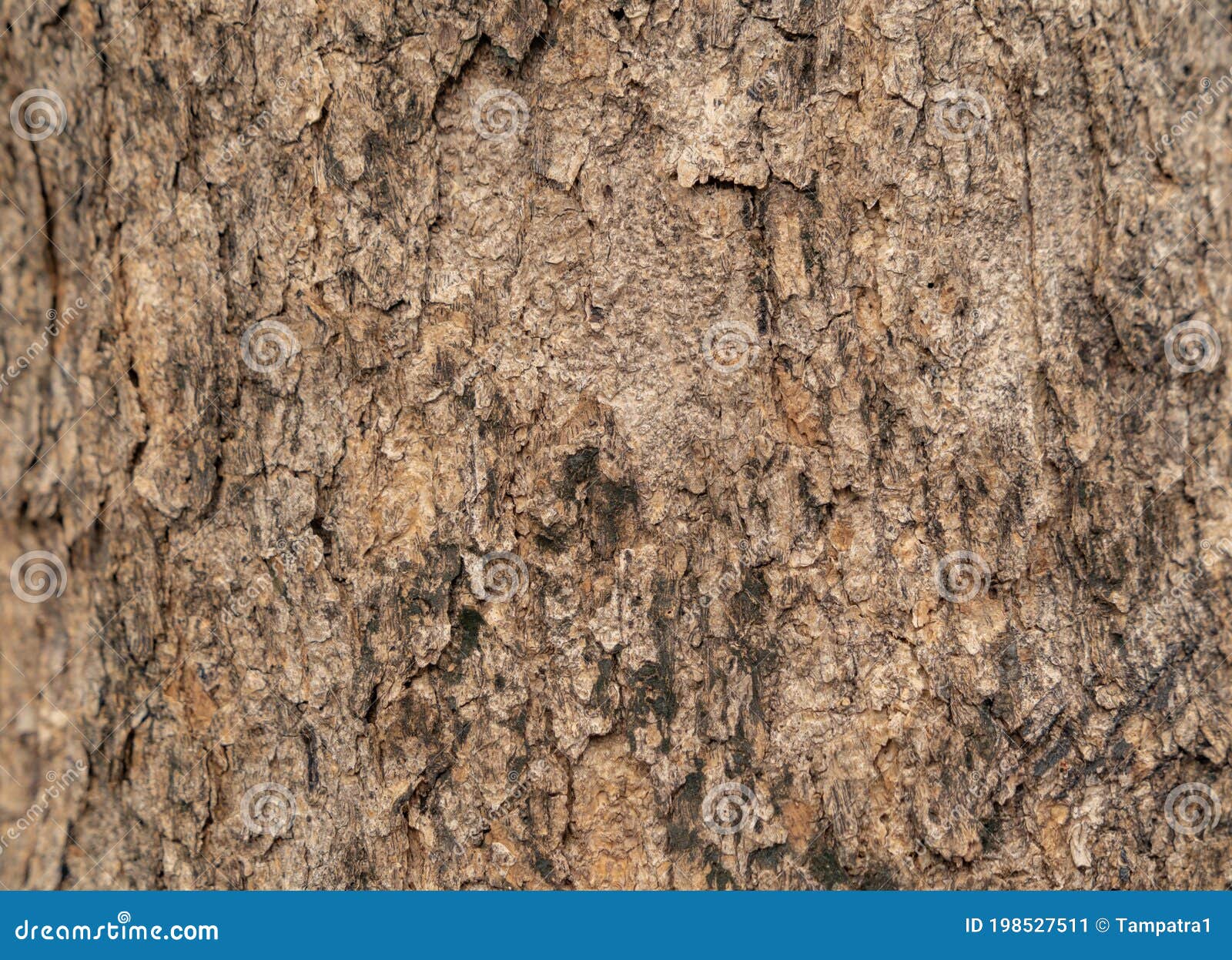 Close Up of Rough Oak Wood or Timber Surface. Tree Bark Trunk or Lumber ...