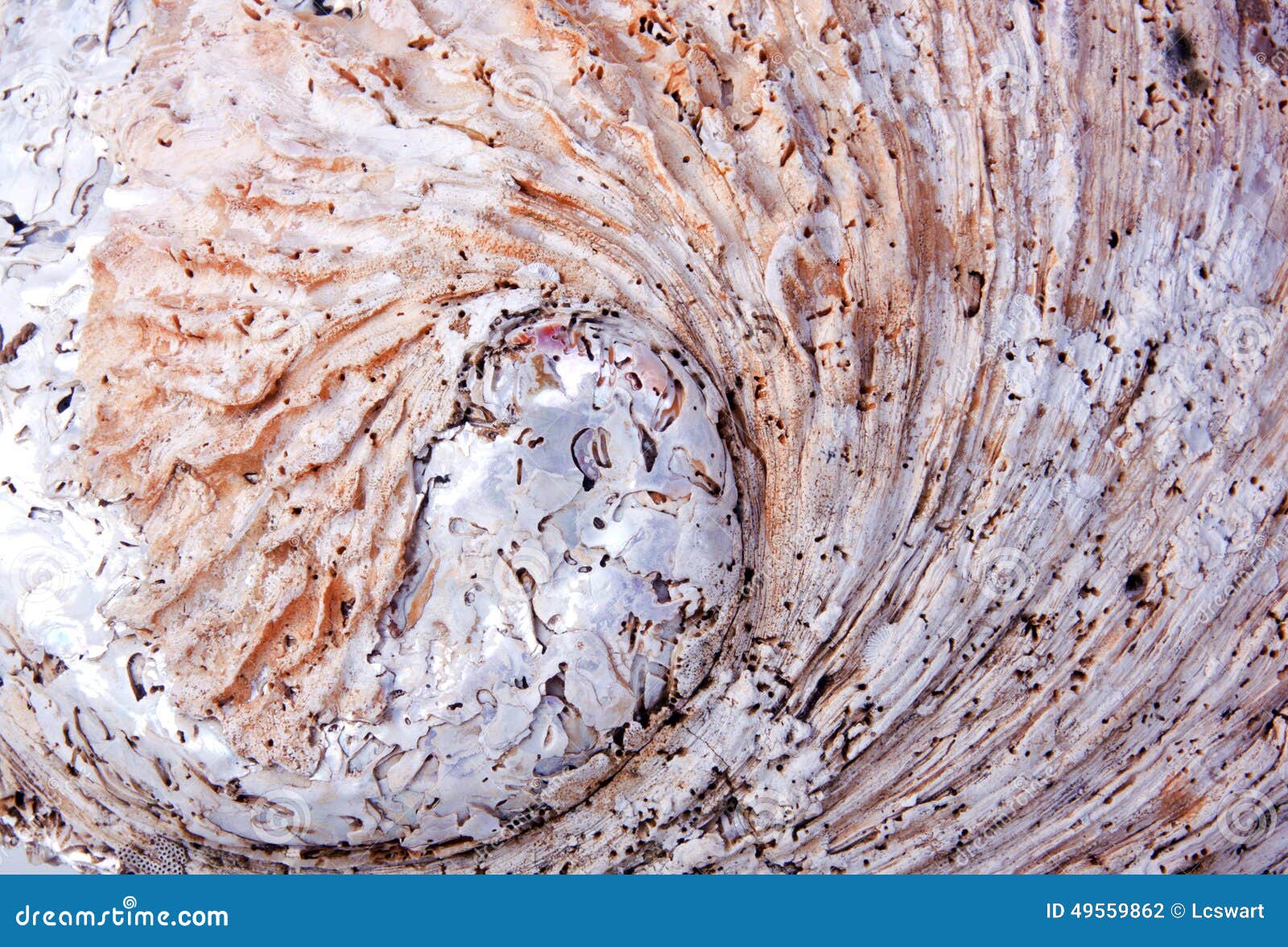 Close Up Rough Outer Shell of Abalone Stock Photo - Image of shell ...