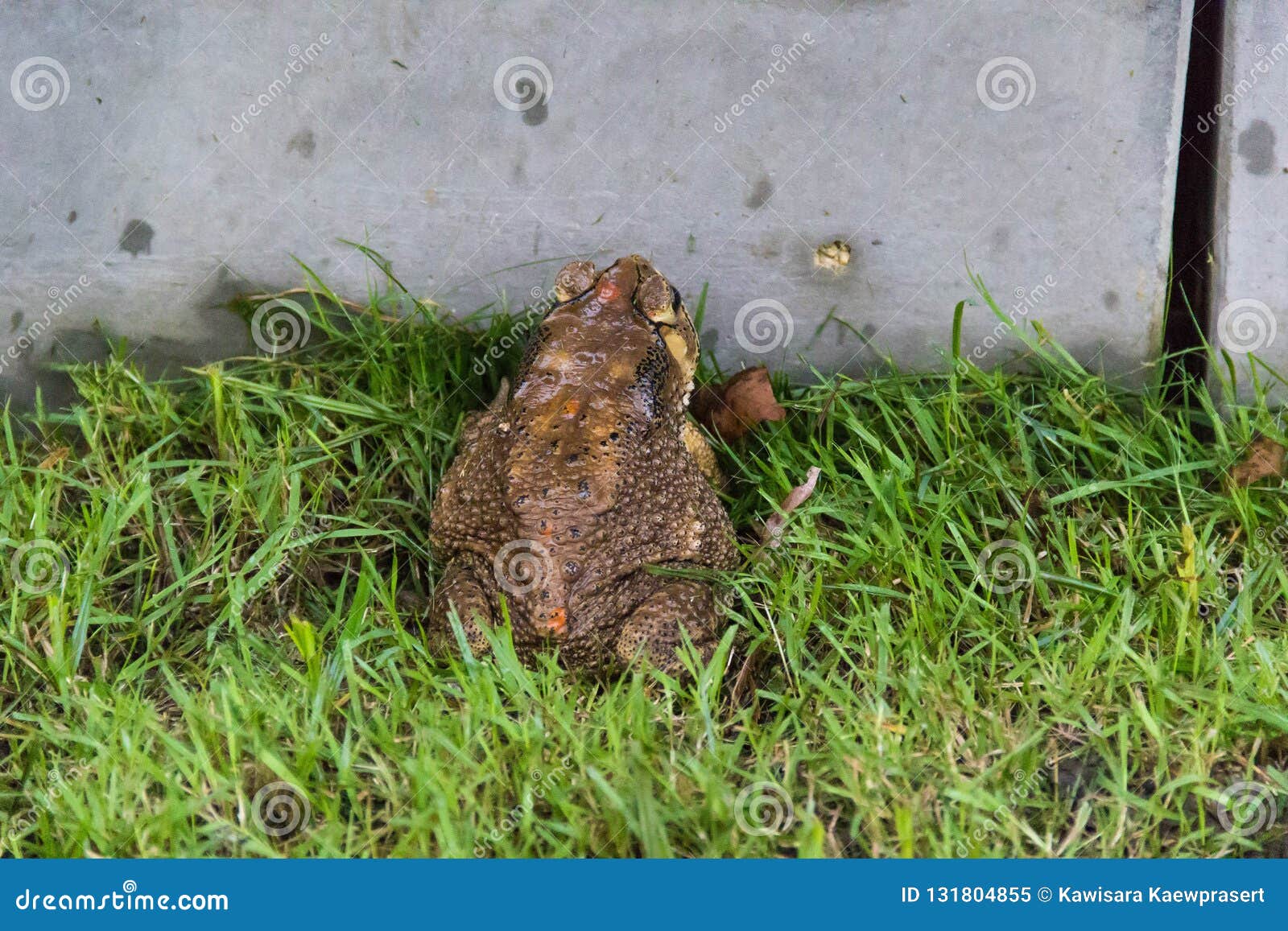 Close-up of Rough Skin Toad Stock Image - Image of wildlife, amphibian ...