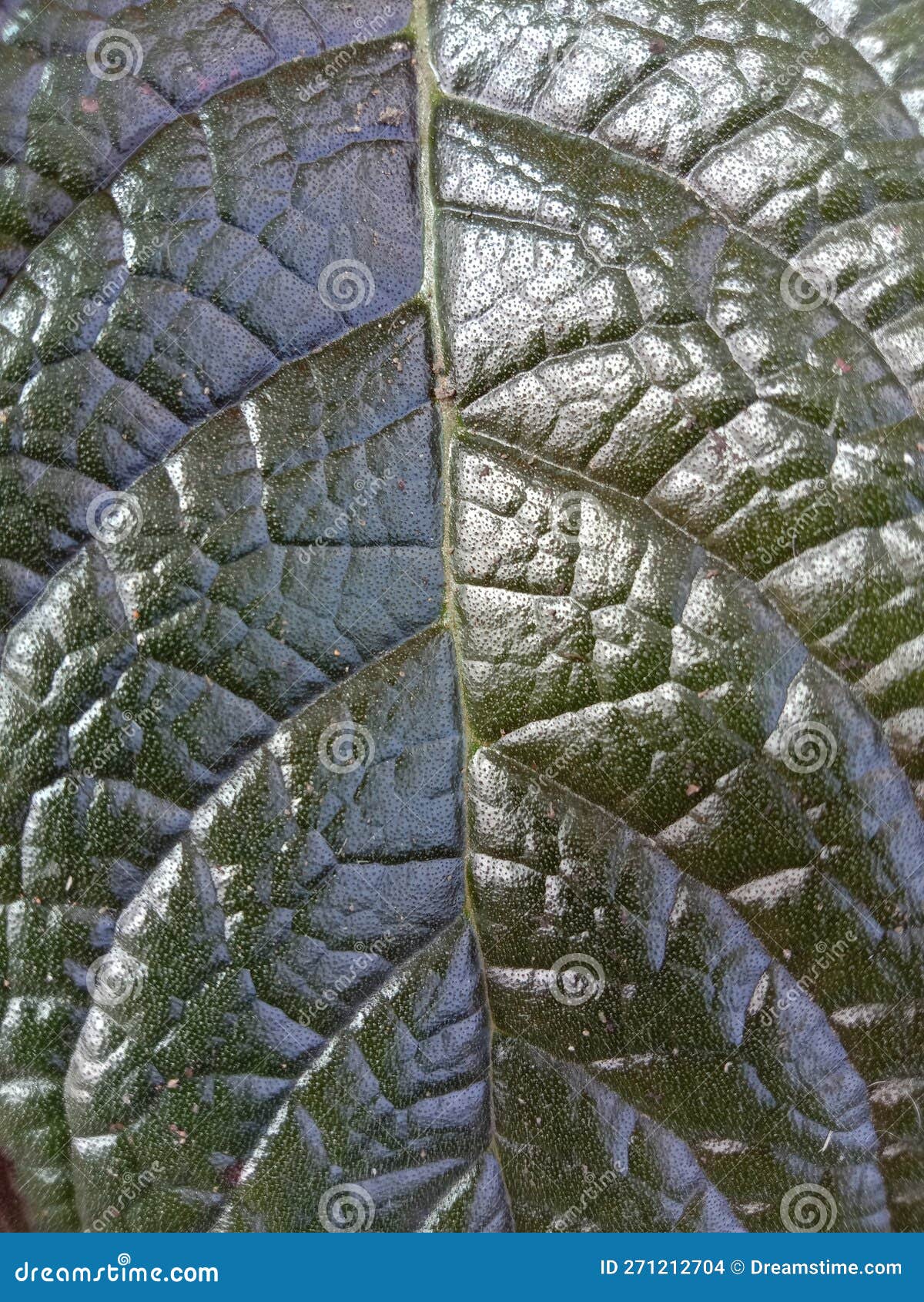 Close Up Rough Surface of a Green Leaf Stock Photo - Image of rock ...