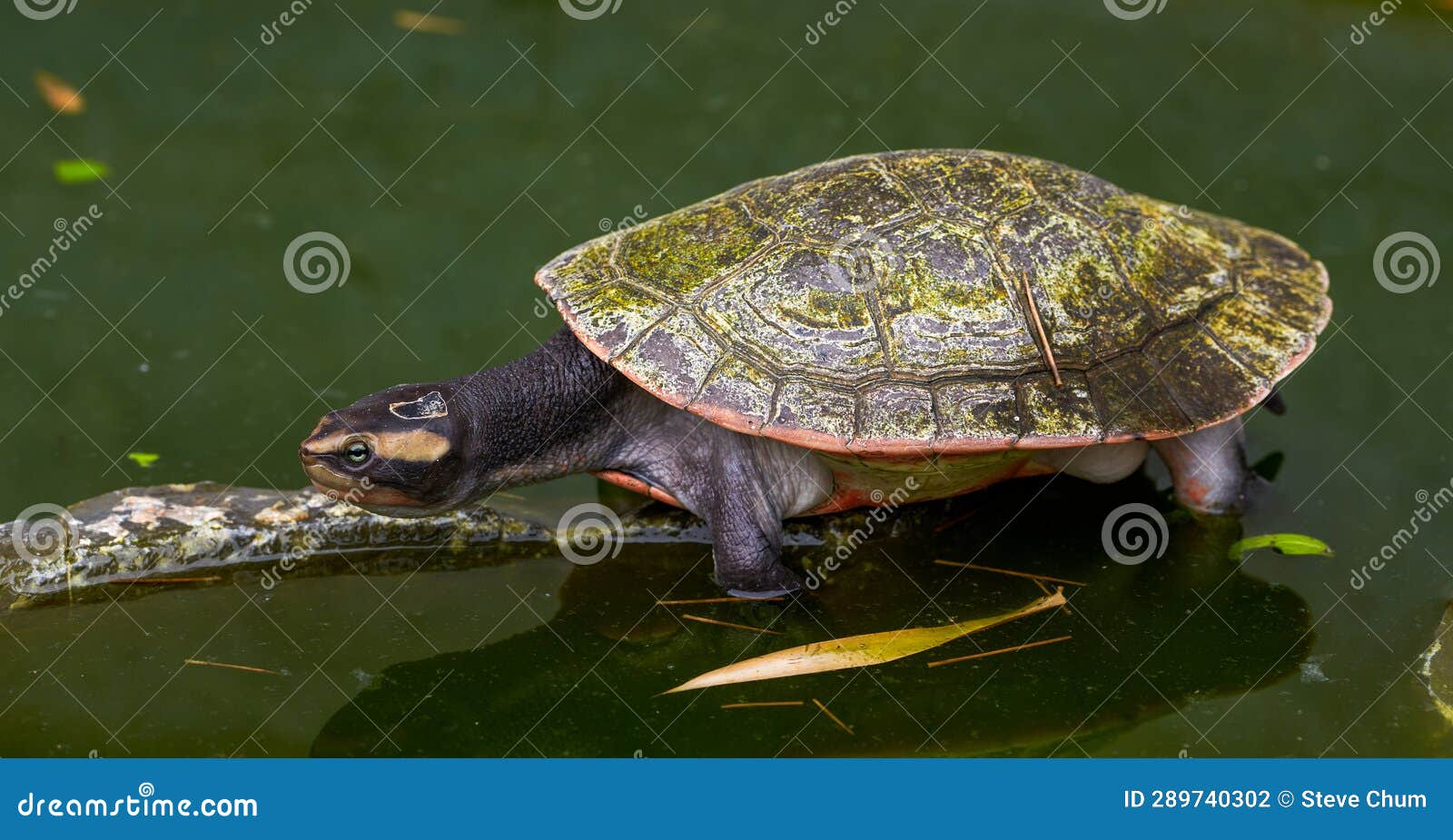 Close-up of a Round Australian Turtle in a Pool Stock Photo - Image of ...