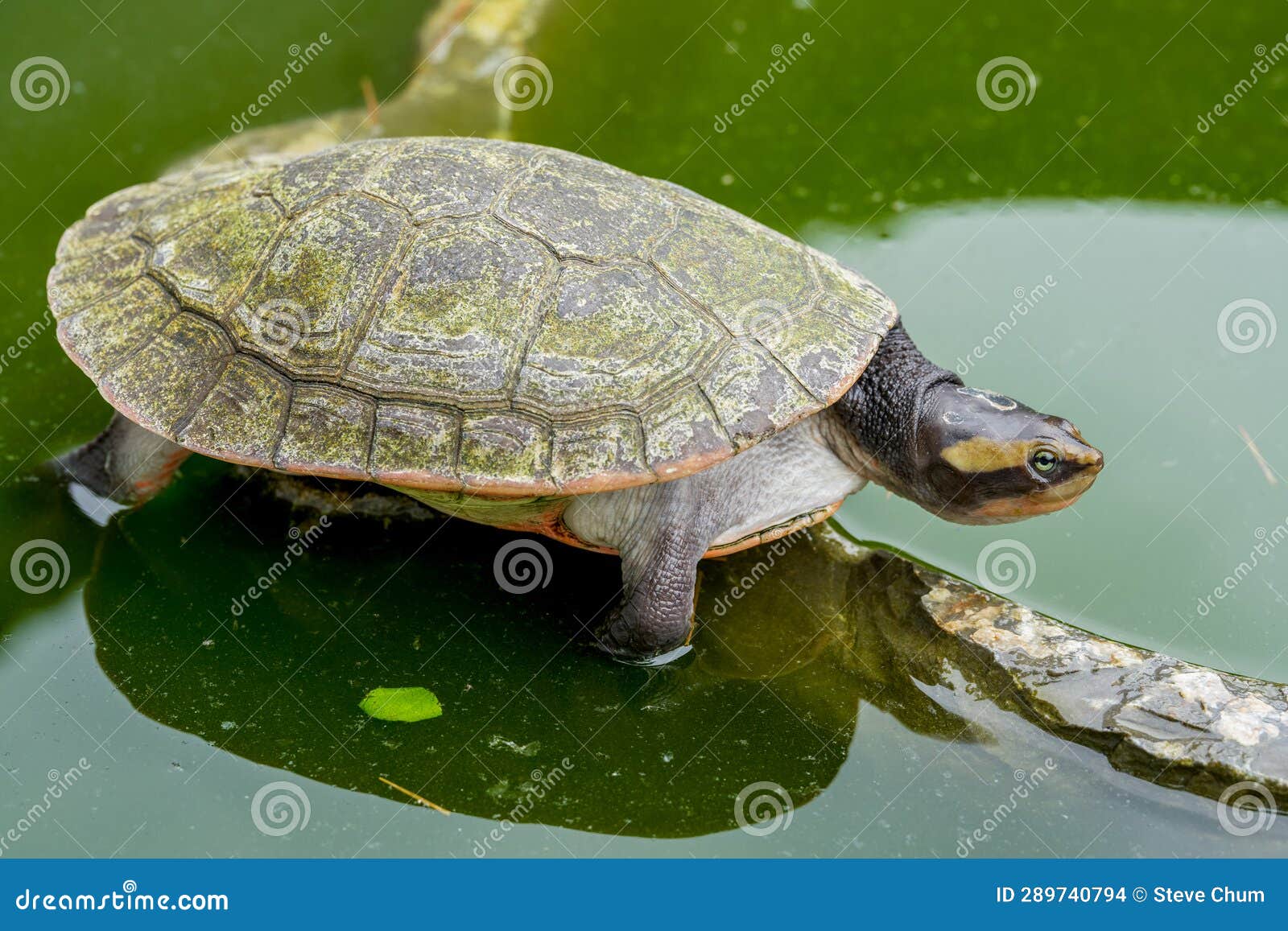 Close-up of a Round Australian Turtle in a Pool Stock Photo - Image of ...