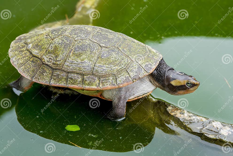 Close-up of a Round Australian Turtle in a Pool Stock Photo - Image of ...