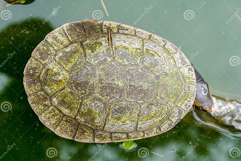 Close-up of a Round Australian Turtle in a Pool Stock Image - Image of ...