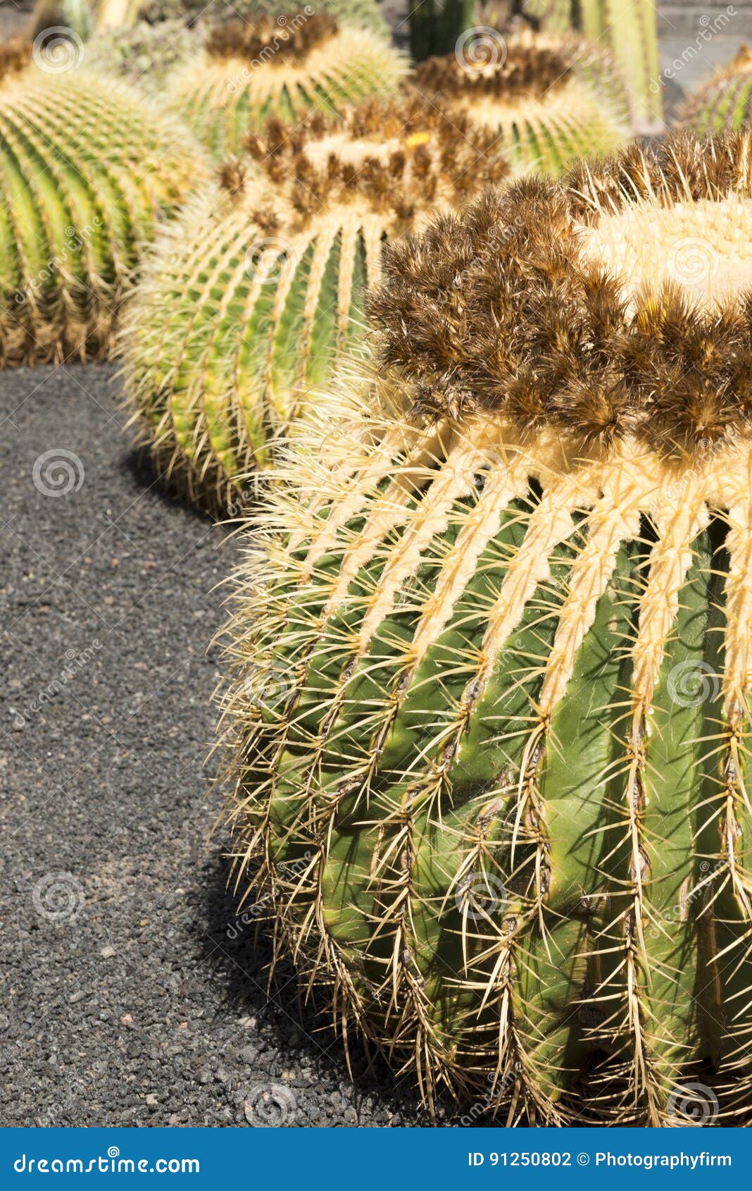 Close-up of Round Cactus on Gray Sand Stock Photo - Image of sand ...