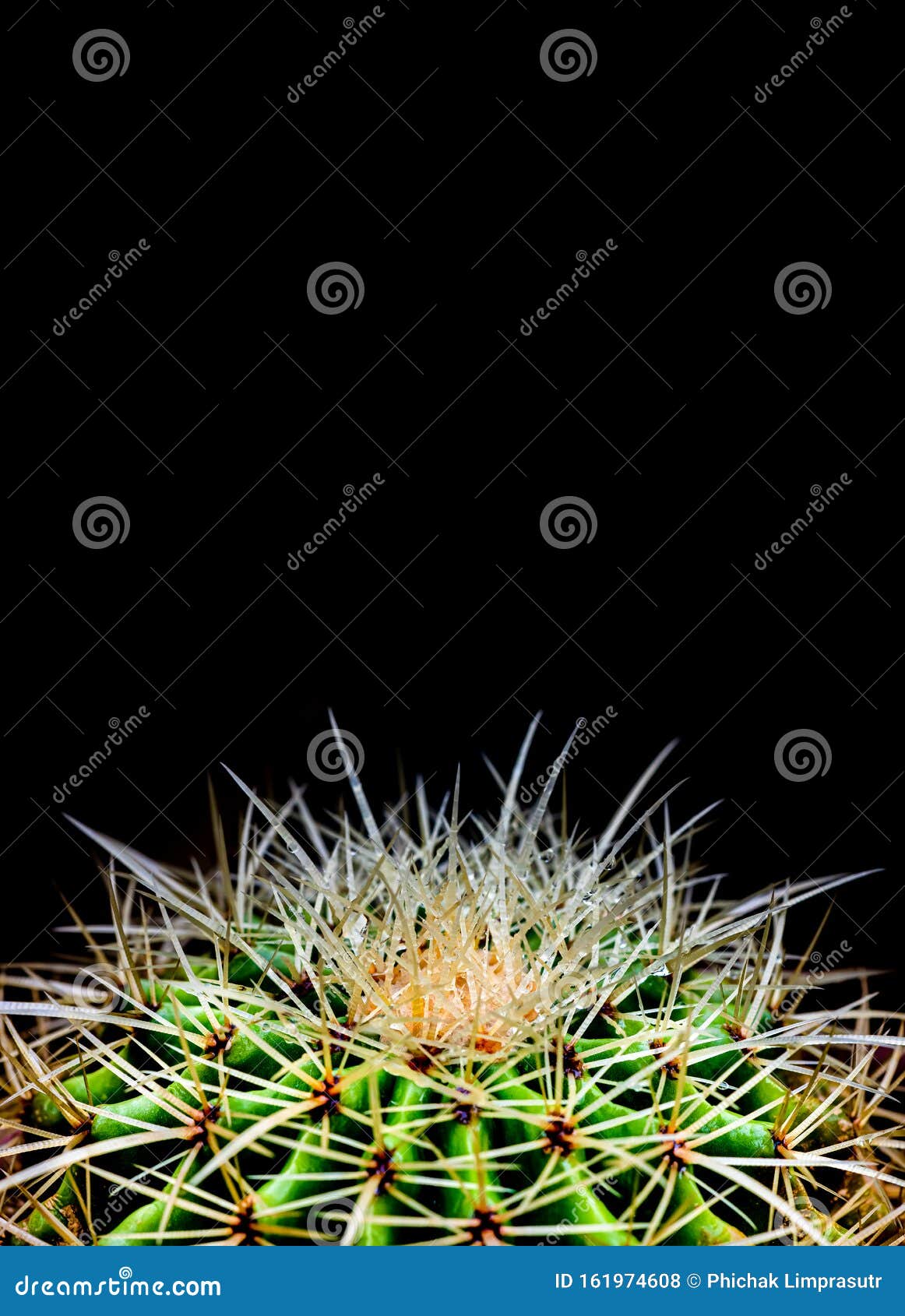 Close-up of Round Cactus with Light Shining from the Top Isolated on ...