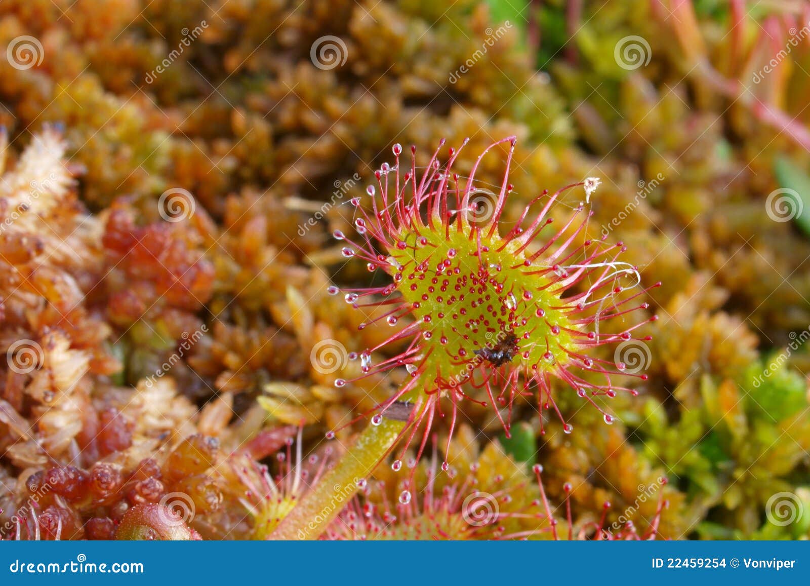 Close-up of Round-leaved Sundew Stock Photo - Image of water, macro ...