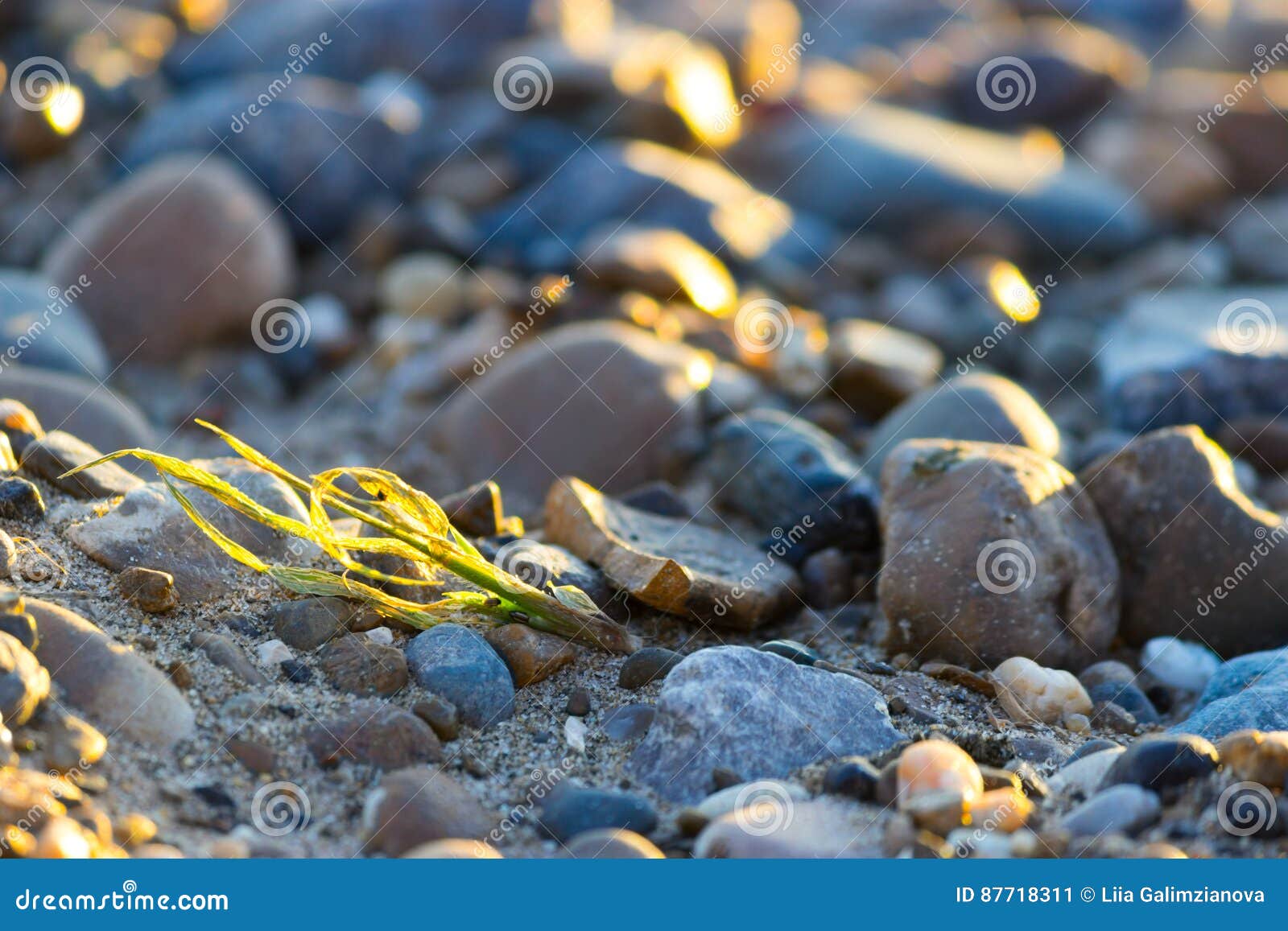 Close Up of Rounded Sand and Grass Stock Image - Image of ground ...