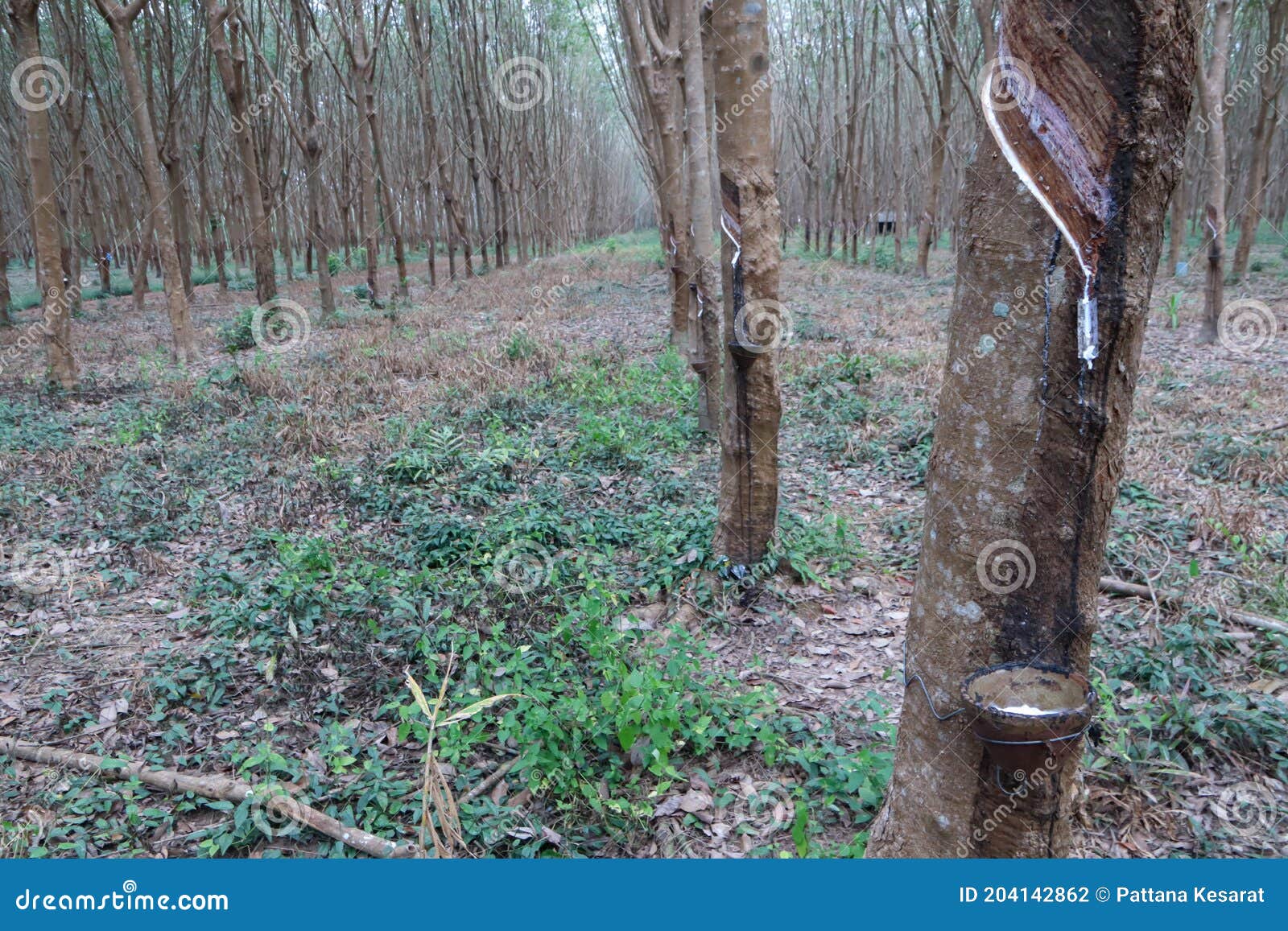 Row of Rubber Trees in the Garden Stock Photo - Image of agriculture ...