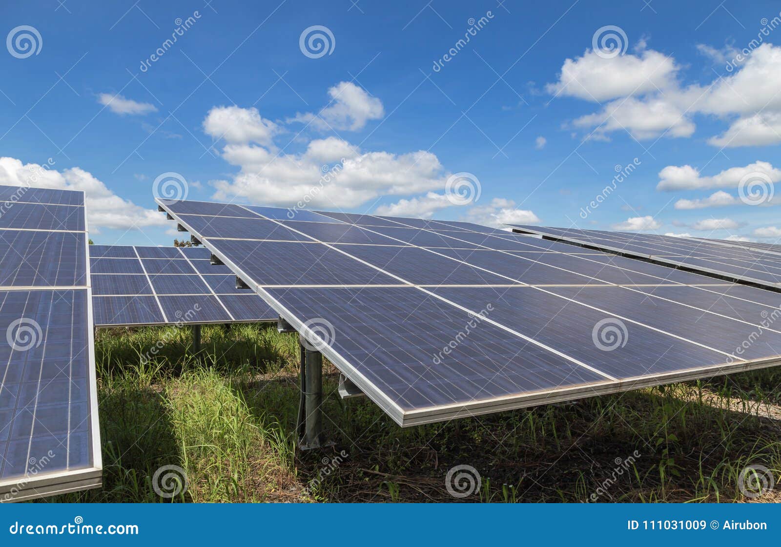 Cells Of A Plant Leaf With Damaged Epidermis And Chloroplasts Under A ...