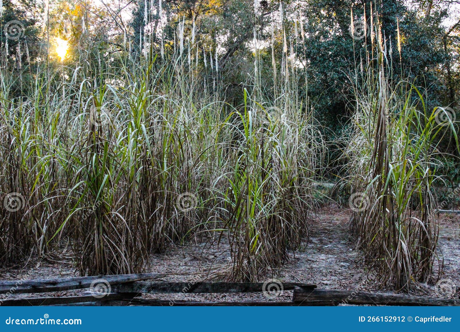 A Close-up of Rows of Corn Growing in a Small Plot Stock Photo - Image ...