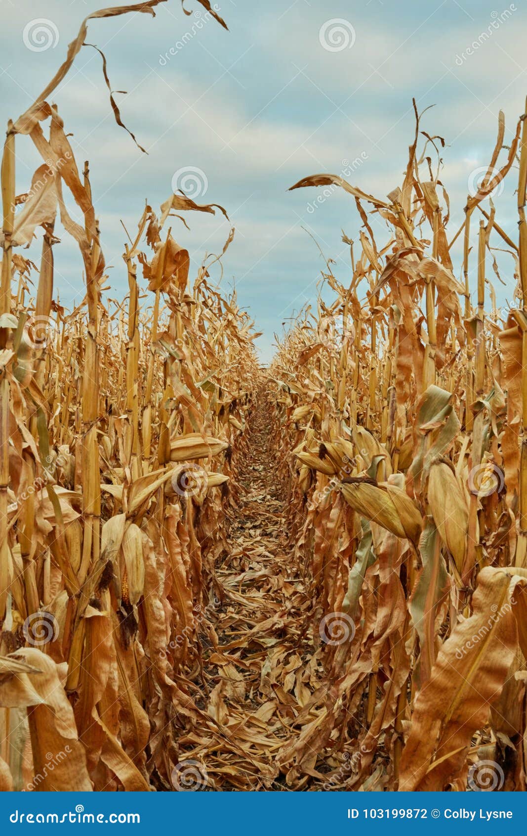 Close Up between Rows of Maize for Harvesting Stock Photo - Image of ...