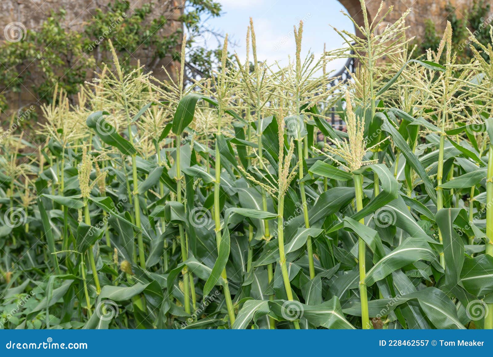 Maize plants stock image. Image of natural, horizontal - 228462557