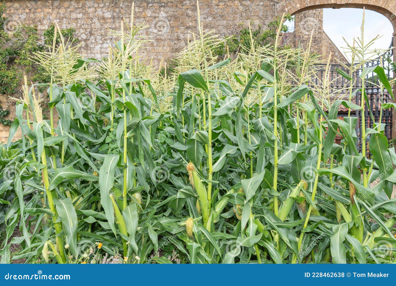 Maize plants stock photo. Image of flora, crop, green - 228462638